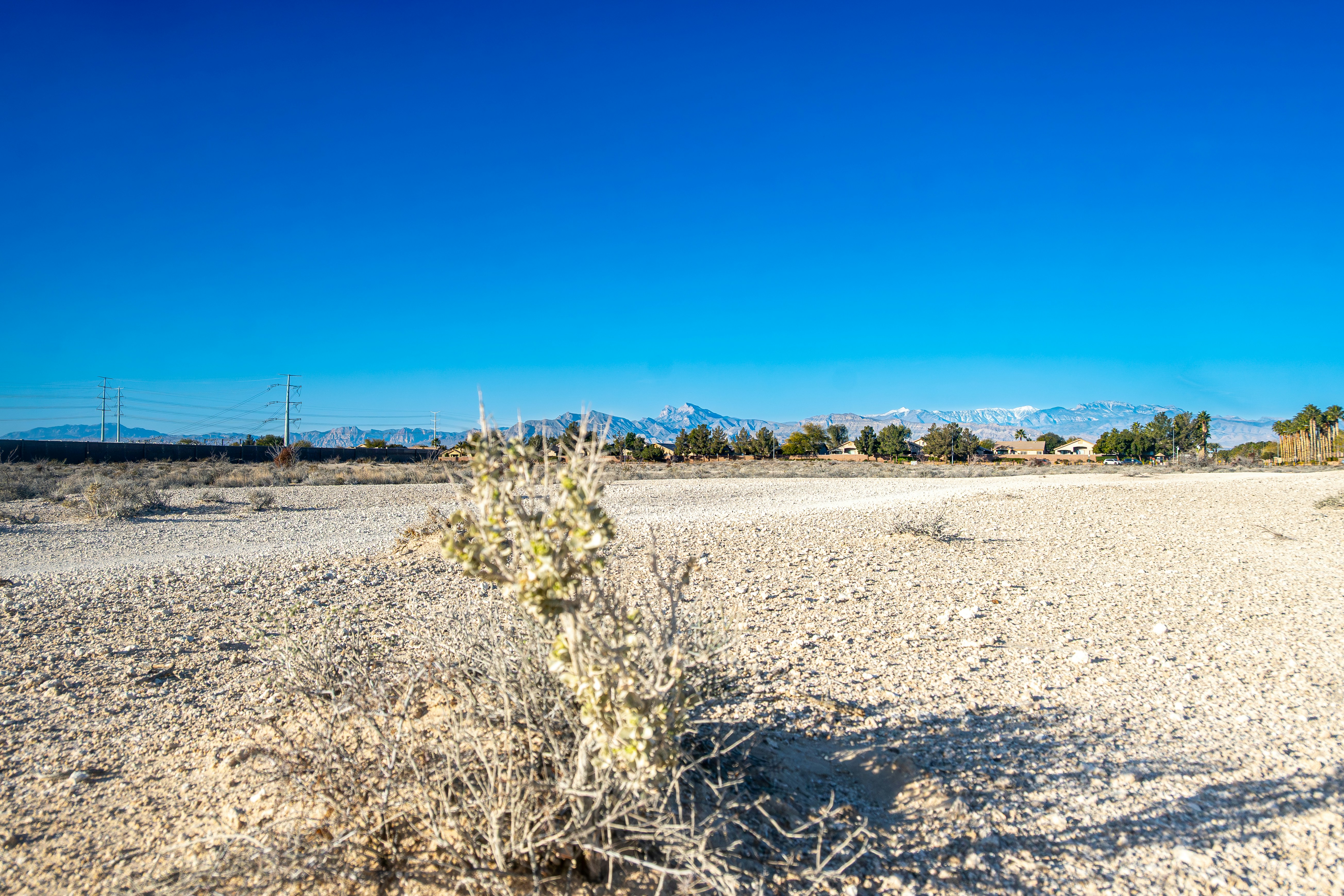 Desert Bloom Beneath a Sky of Steel Blue