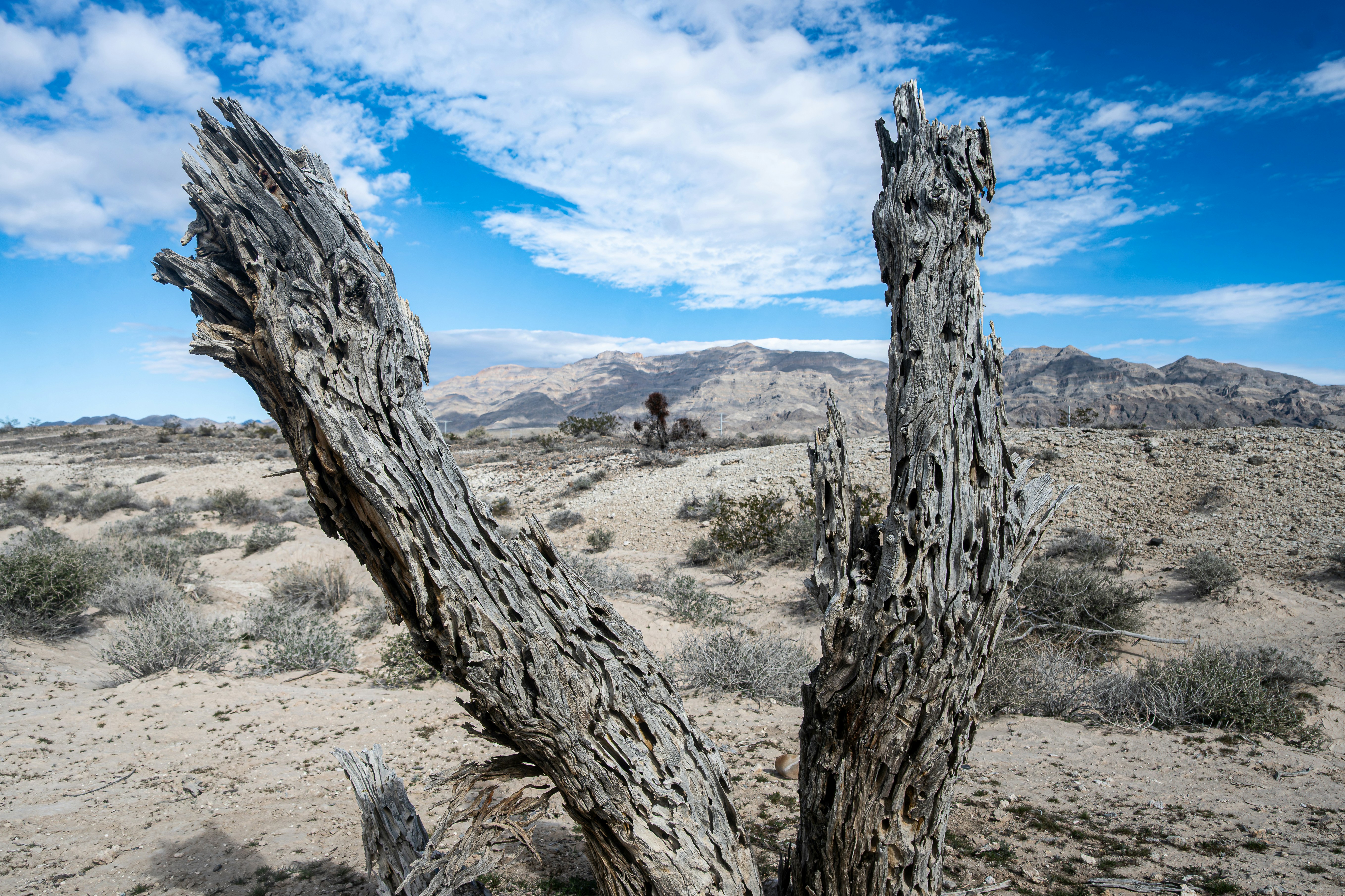 Gnarled sentinel in a sunlit desert: weathered timber framing the distant range