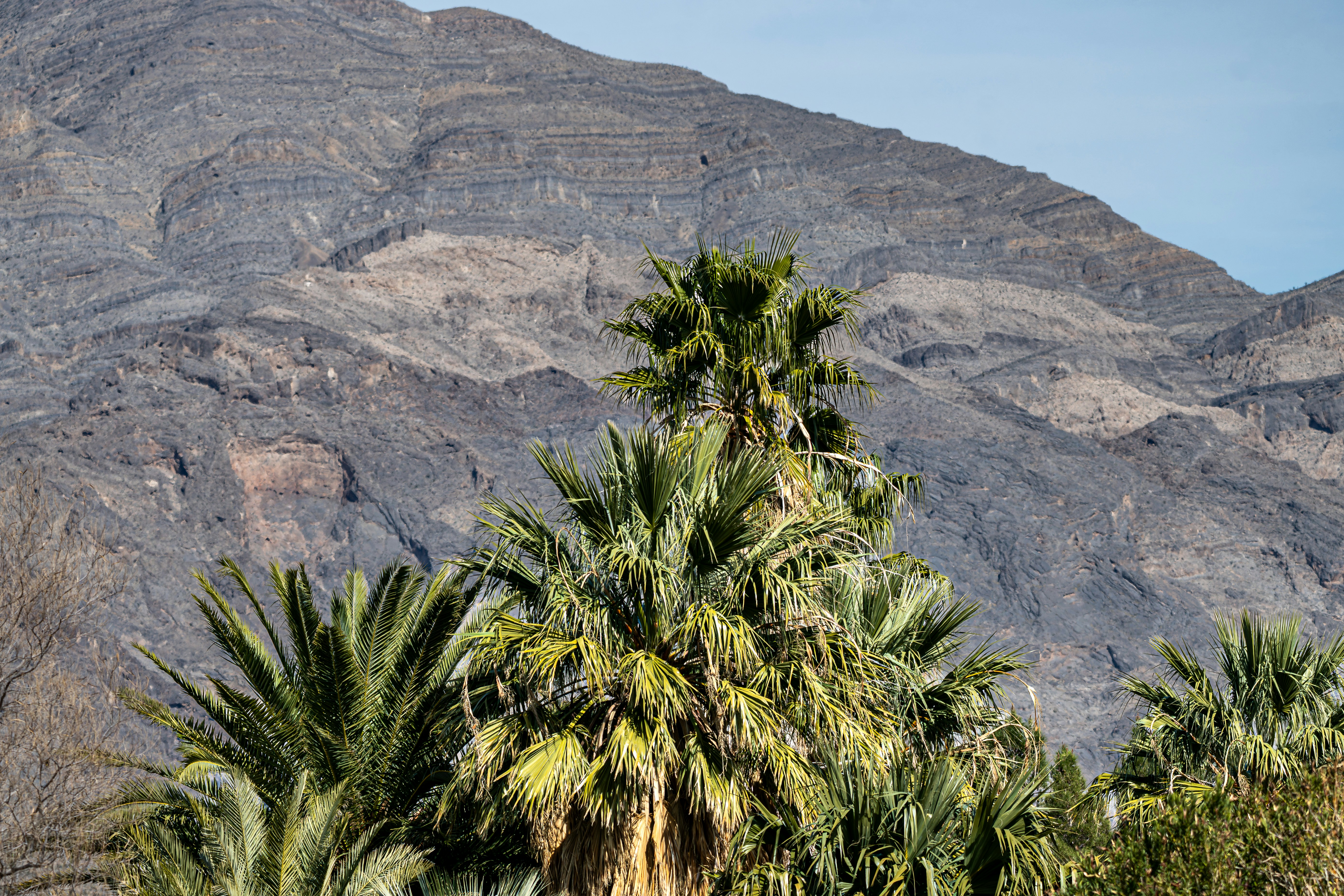  Oasis Crest: Palm Canopy Against Desert Ridge