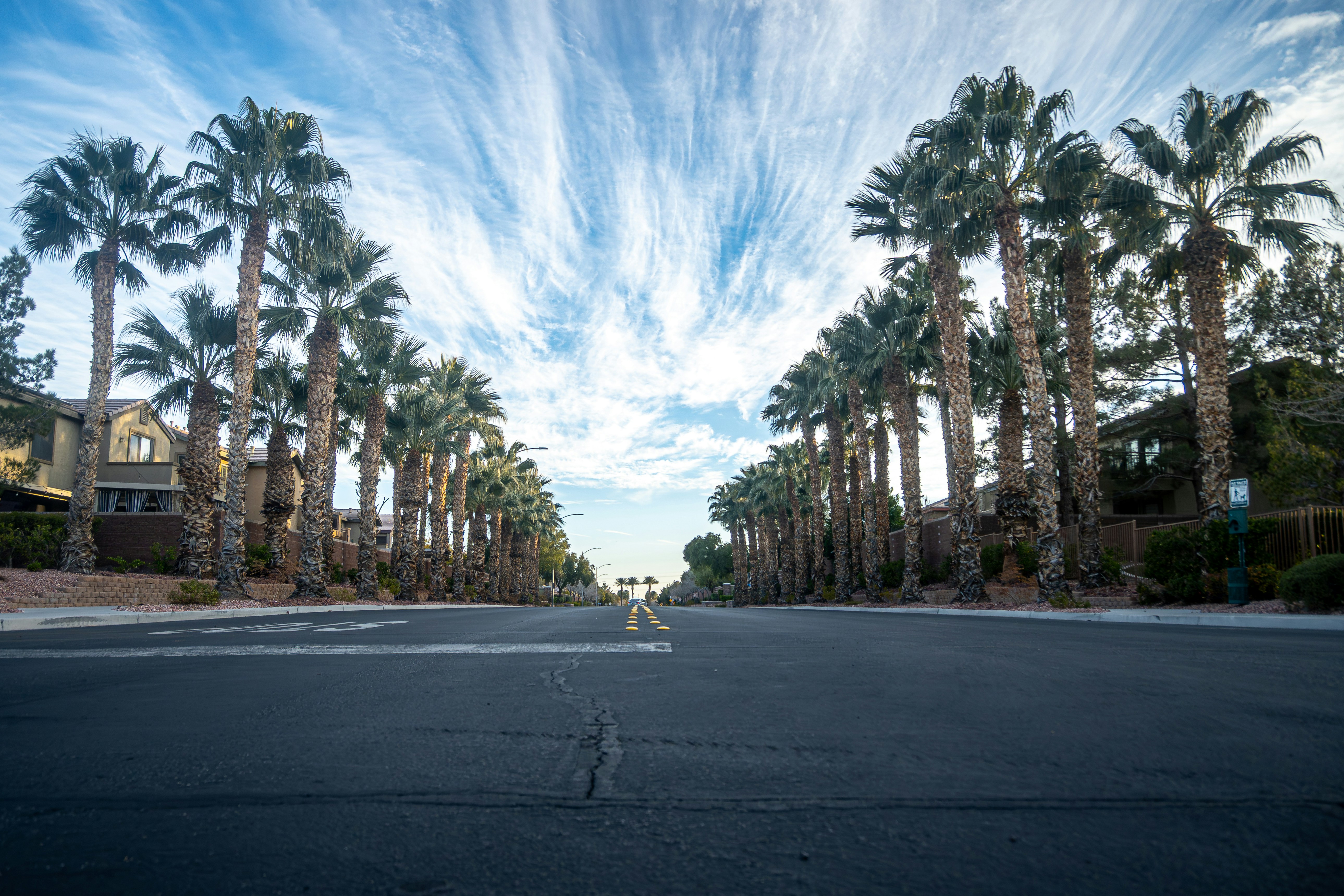 Palm-lined Boulevard Descending toward a Vanishing Point