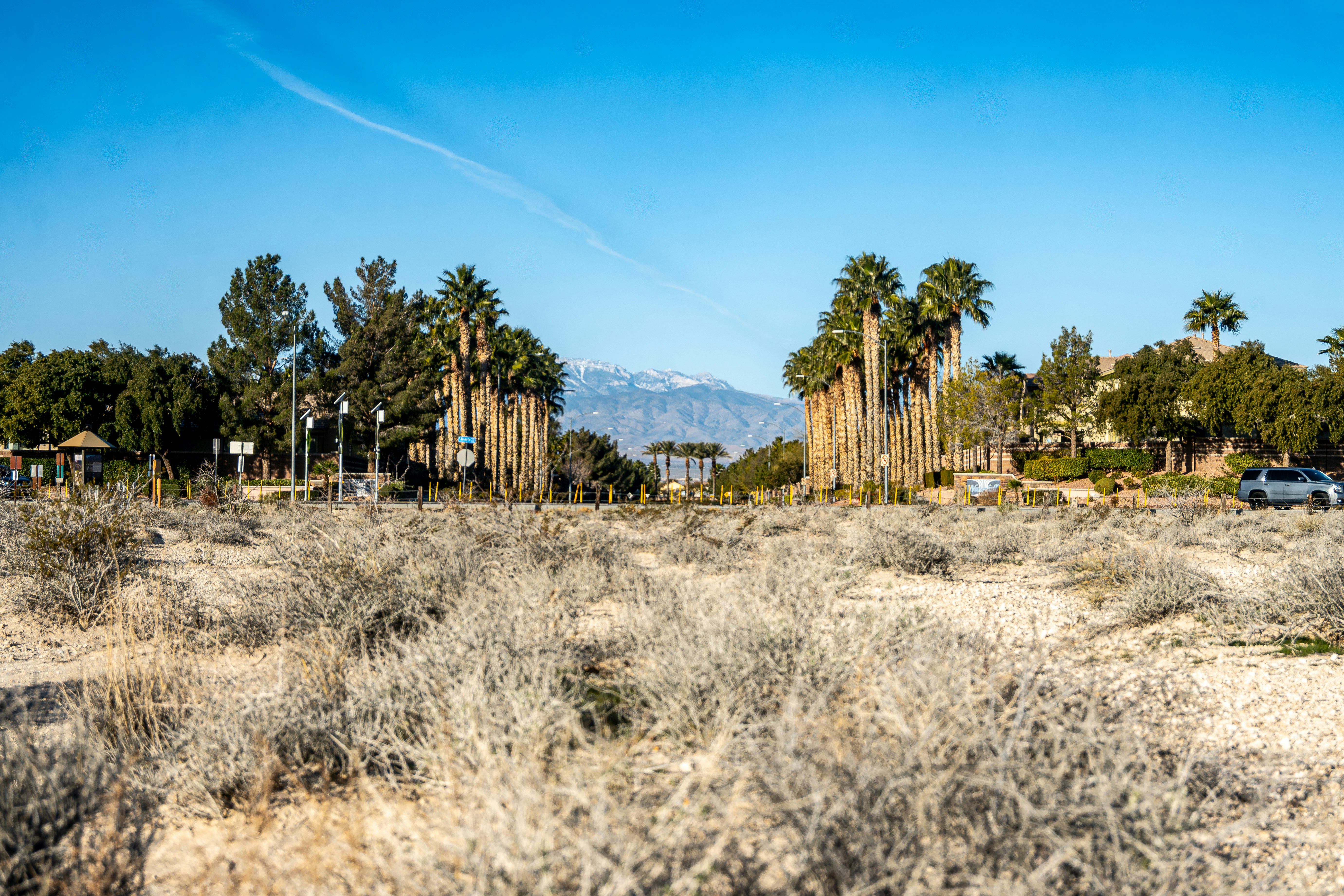 Desert Park with Palm Avenues under a Clear Sky
