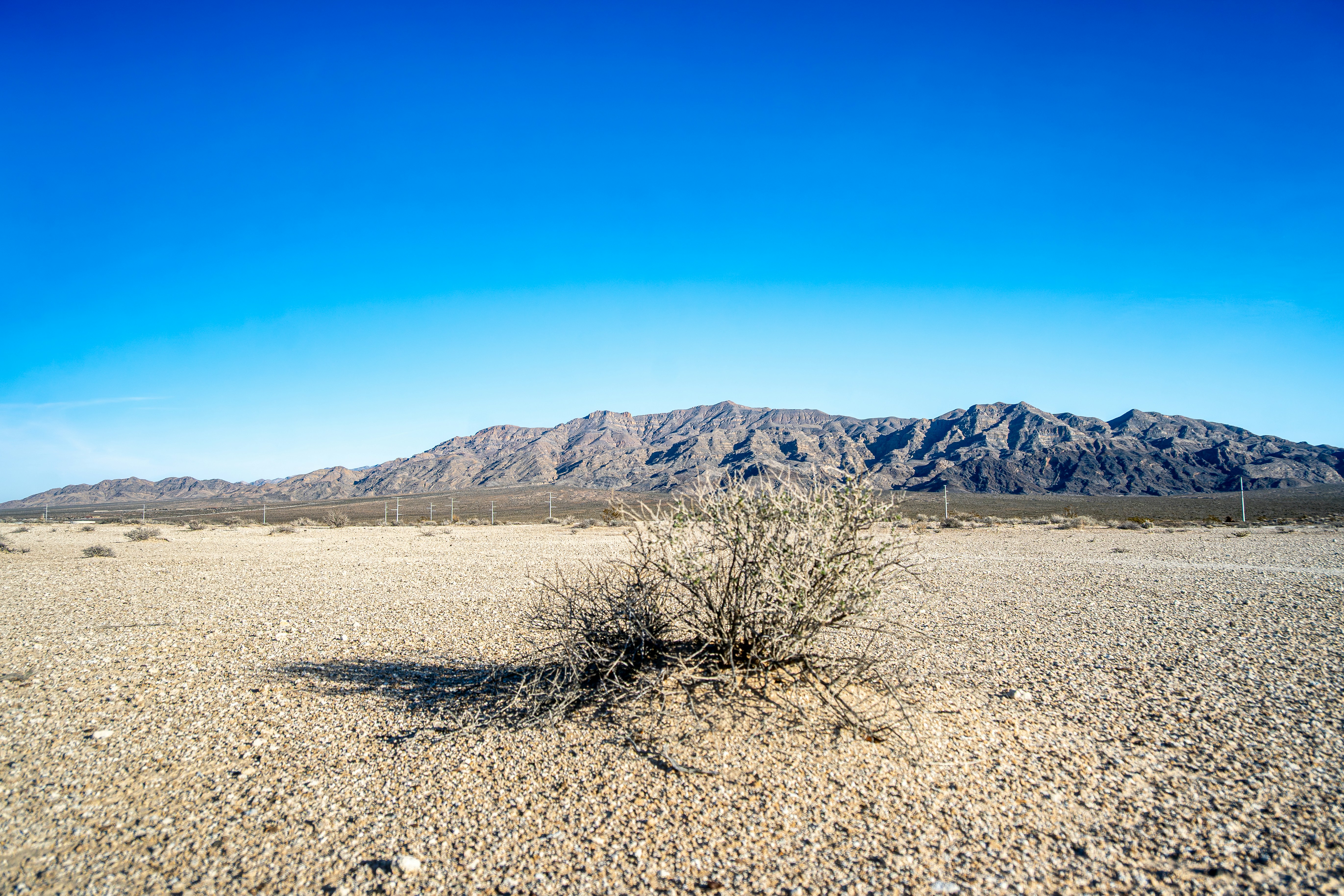 Desert Scrub Beneath a Clarity Sky