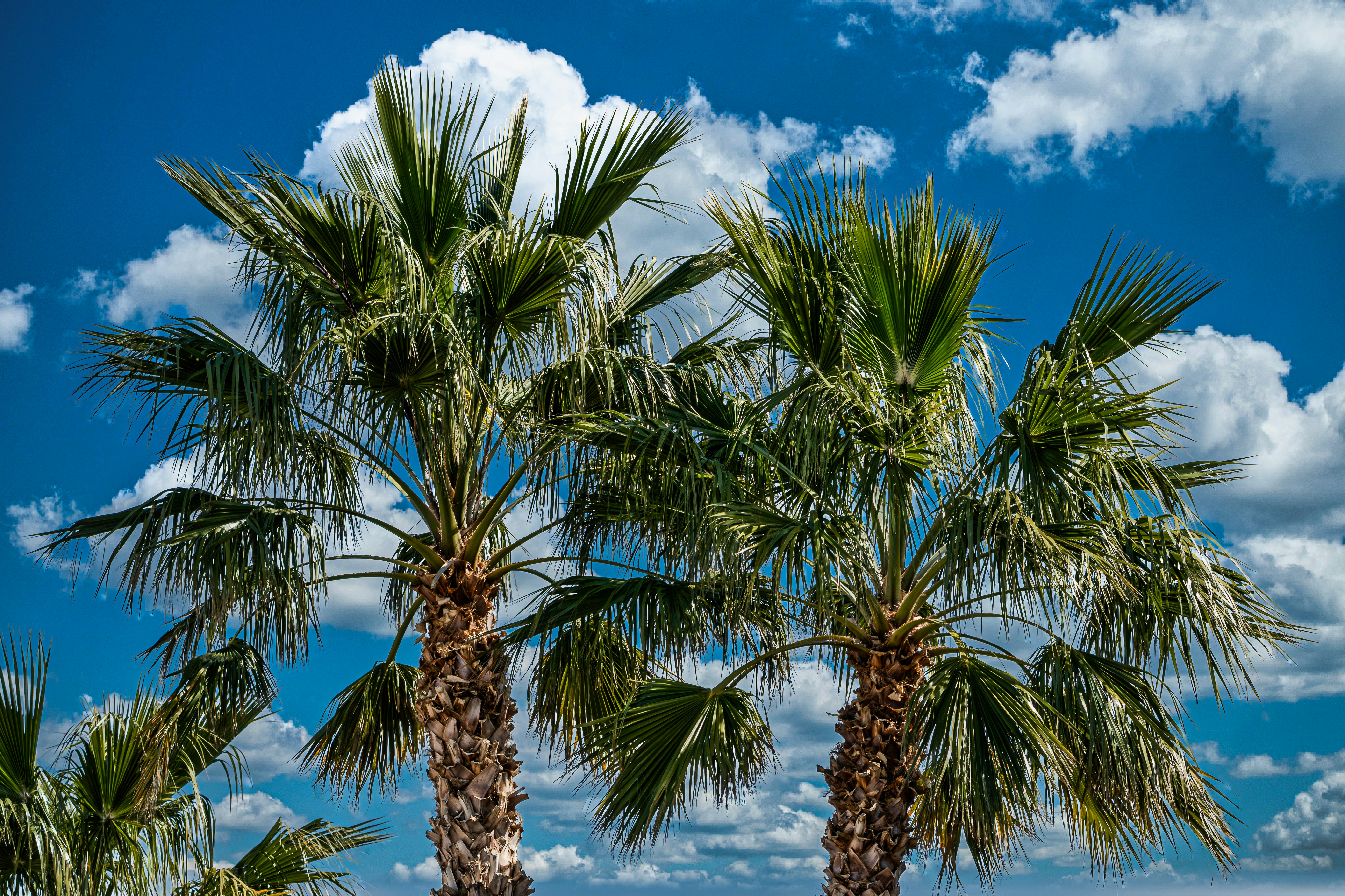 Crowned by Sky: Twin Palms Under a Cobalt Dome
