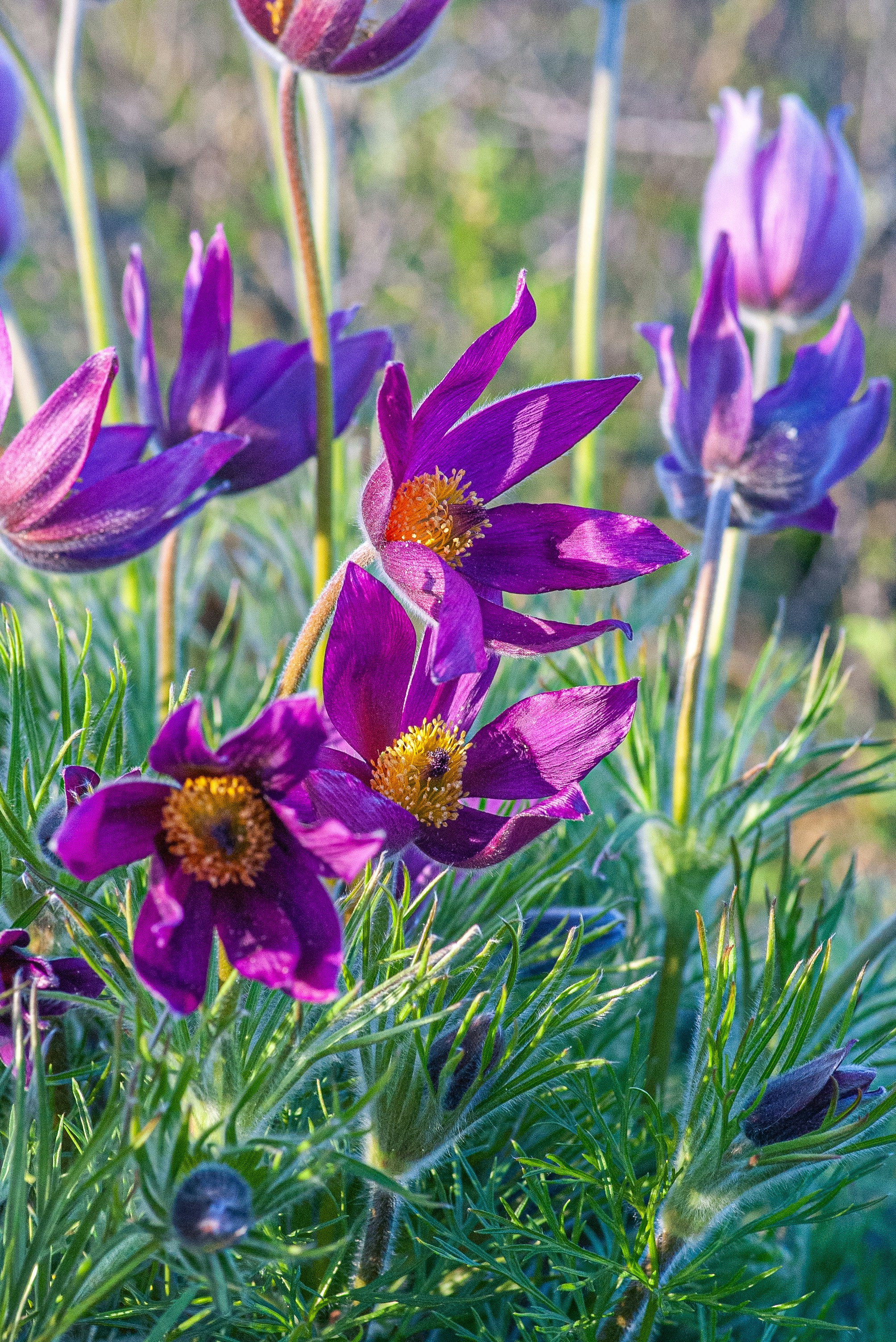 Violet bloom chorus: close-up of purple anemones in a sunlit garden