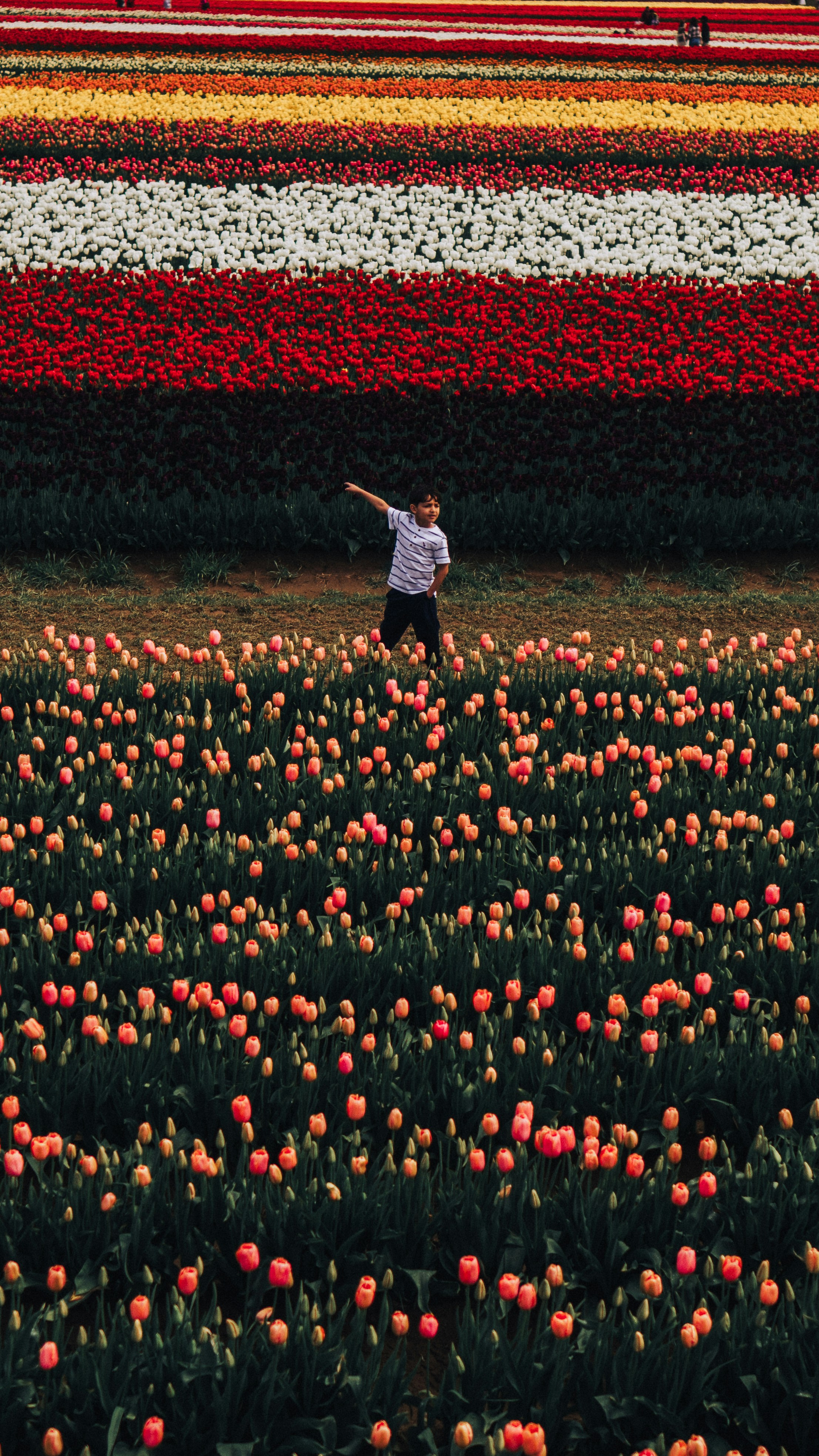 Child in a Tulip Sea: Quiet Wonder Among Rows of Color