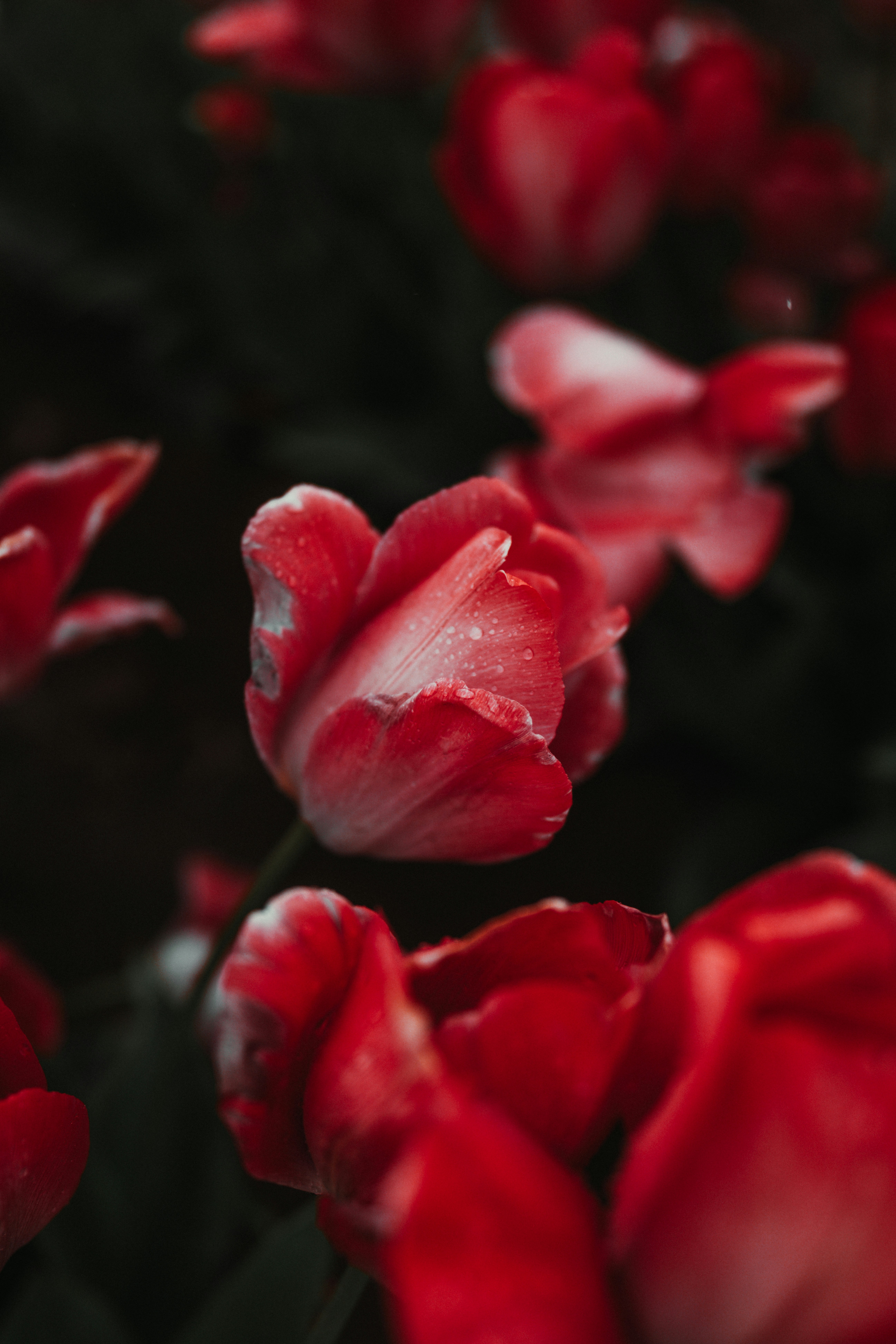 Petal Crown: A Close-Up of Red Tulip Fragments