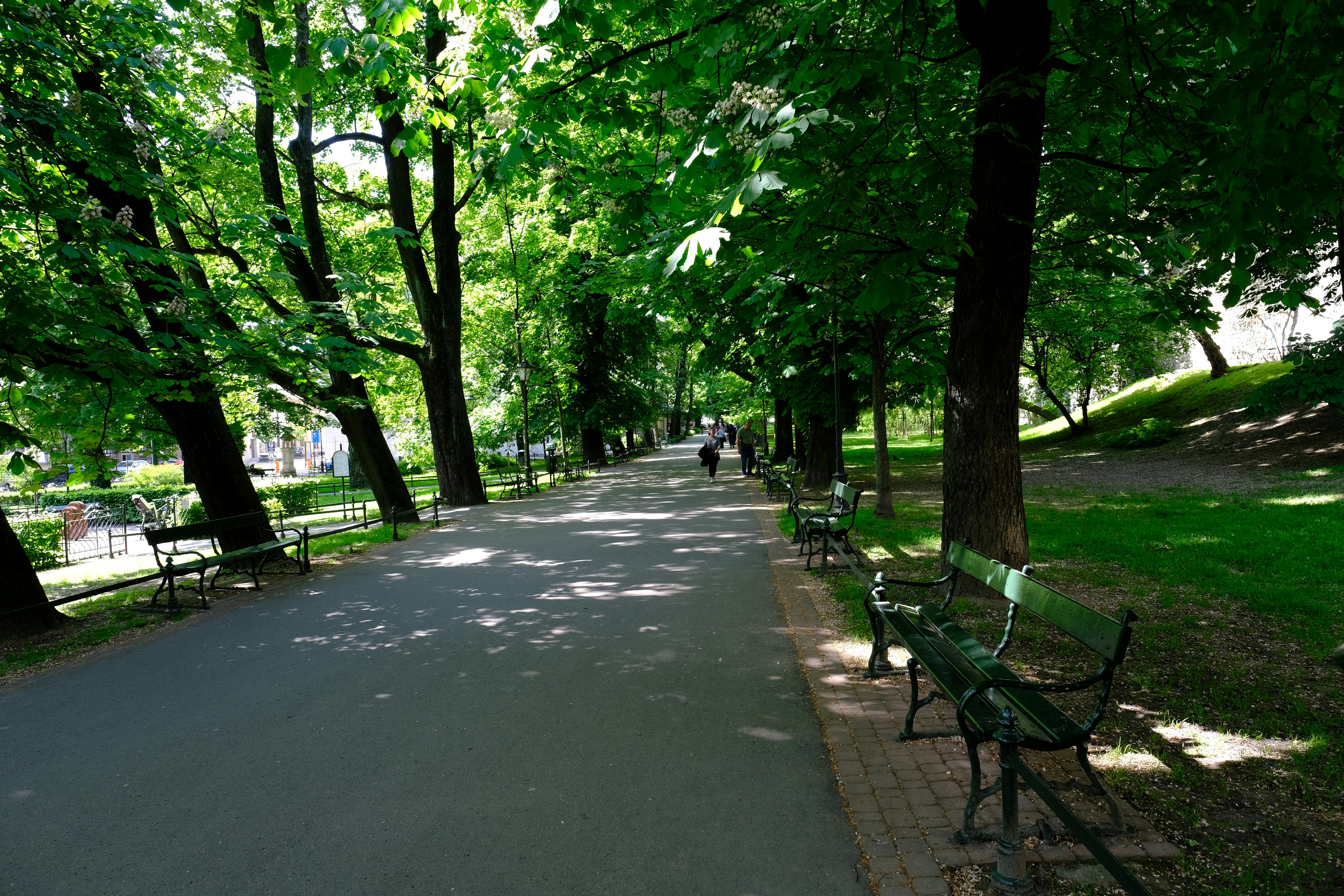Shaded Avenue: a Sunlit Path Through a Quiet City Park