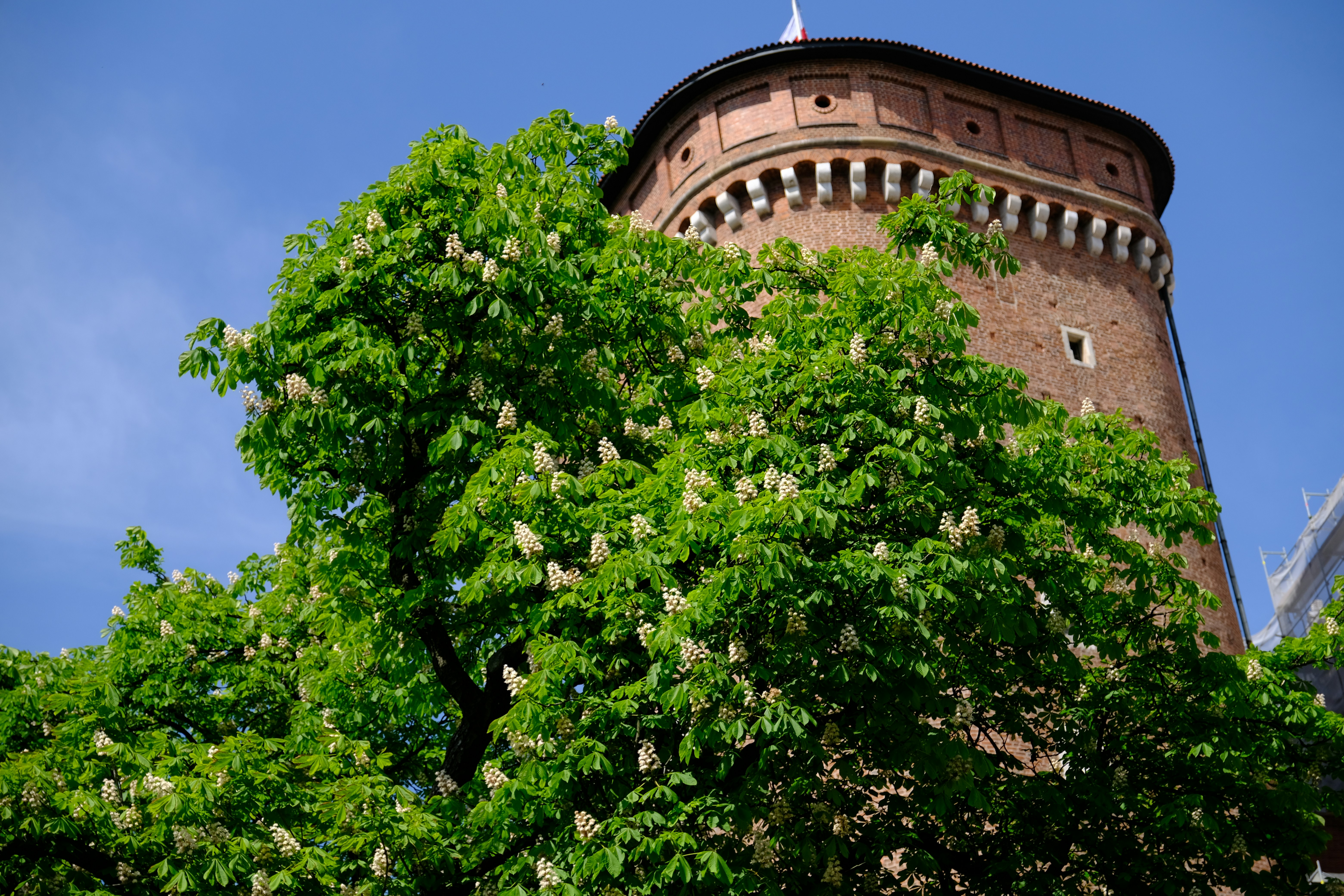 Guarded in Green: A Historic Tower Peeks Over Blossoming Canopy