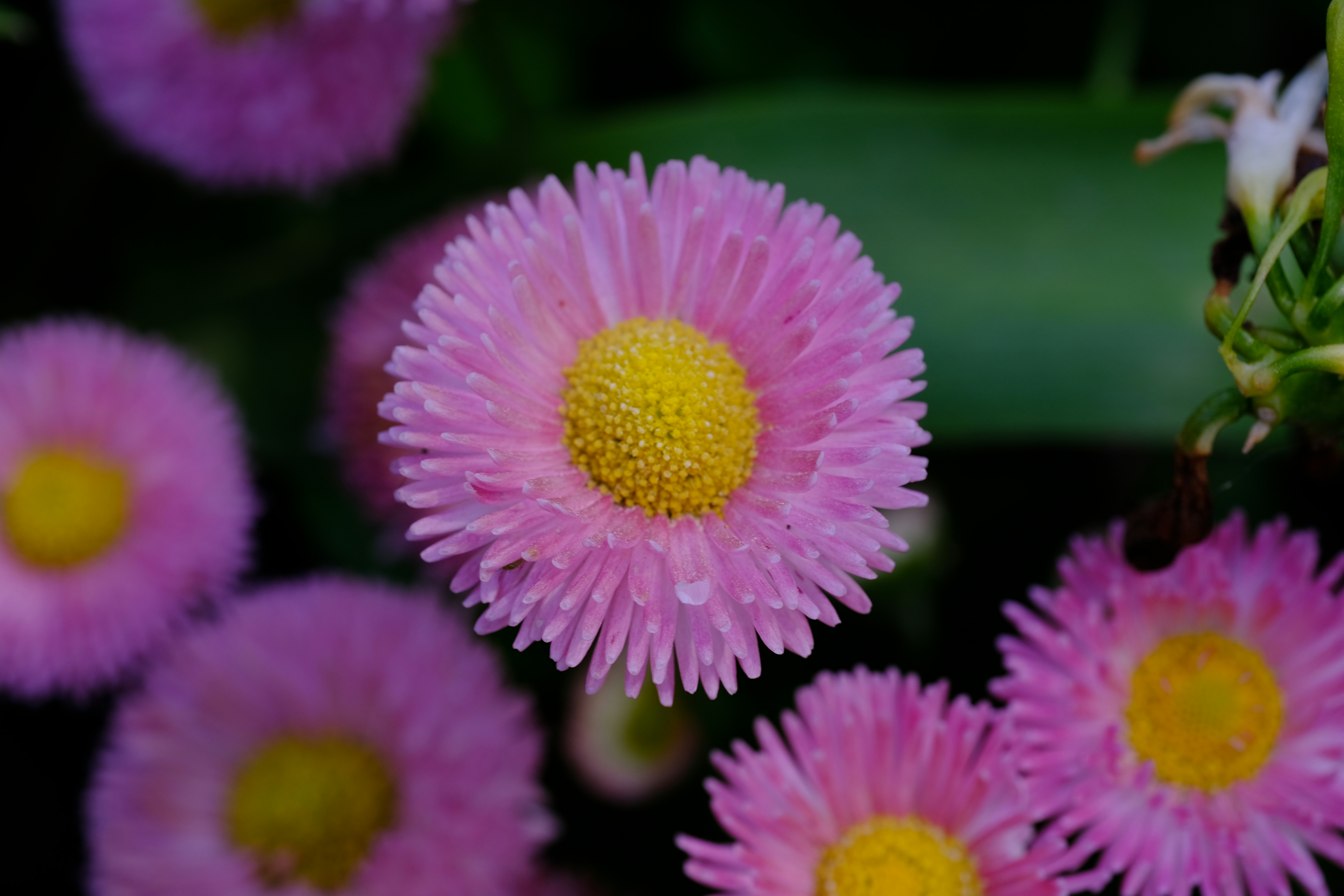 Pink Buttonflowers in Soft Focus Garden Spotlight