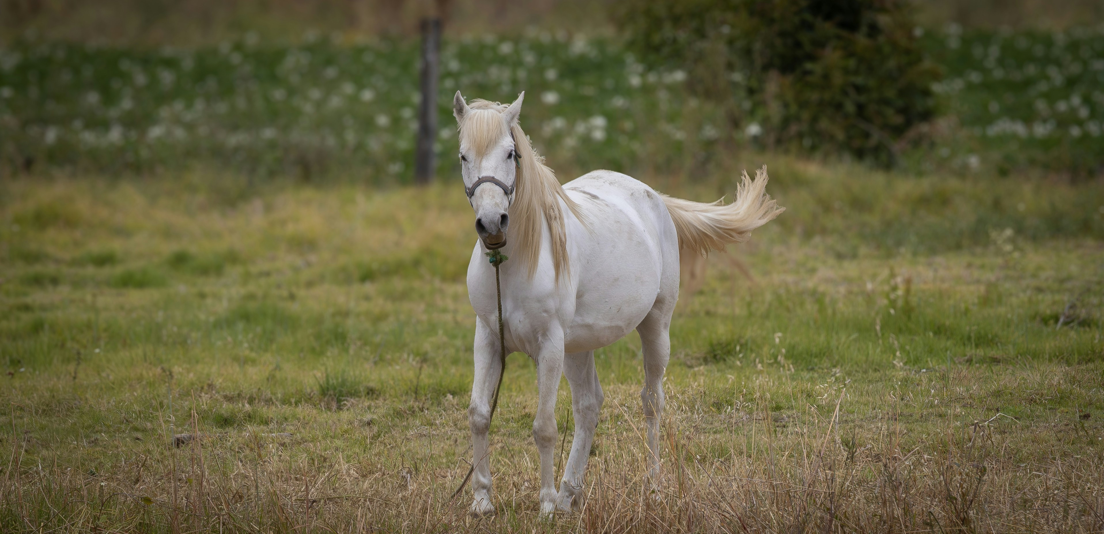 White Stallion in an Open Meadow at Dusk