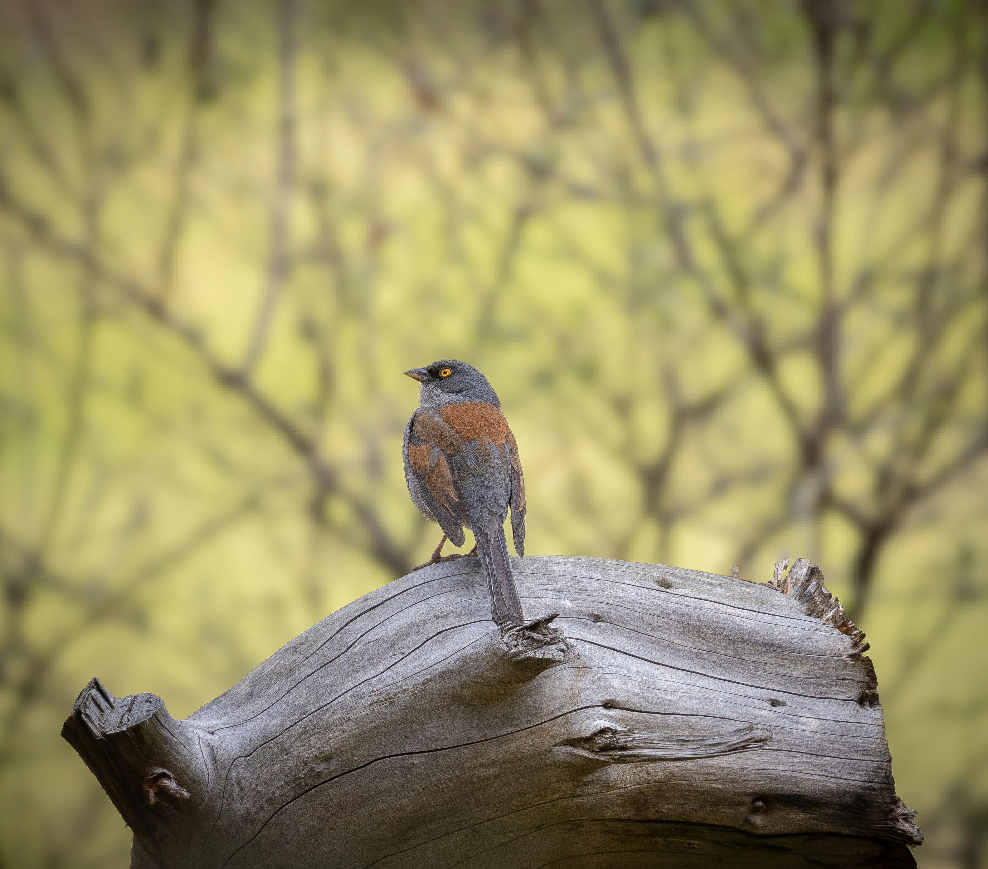 Robin on a Weathered Log: Quiet Perch in Morning Light