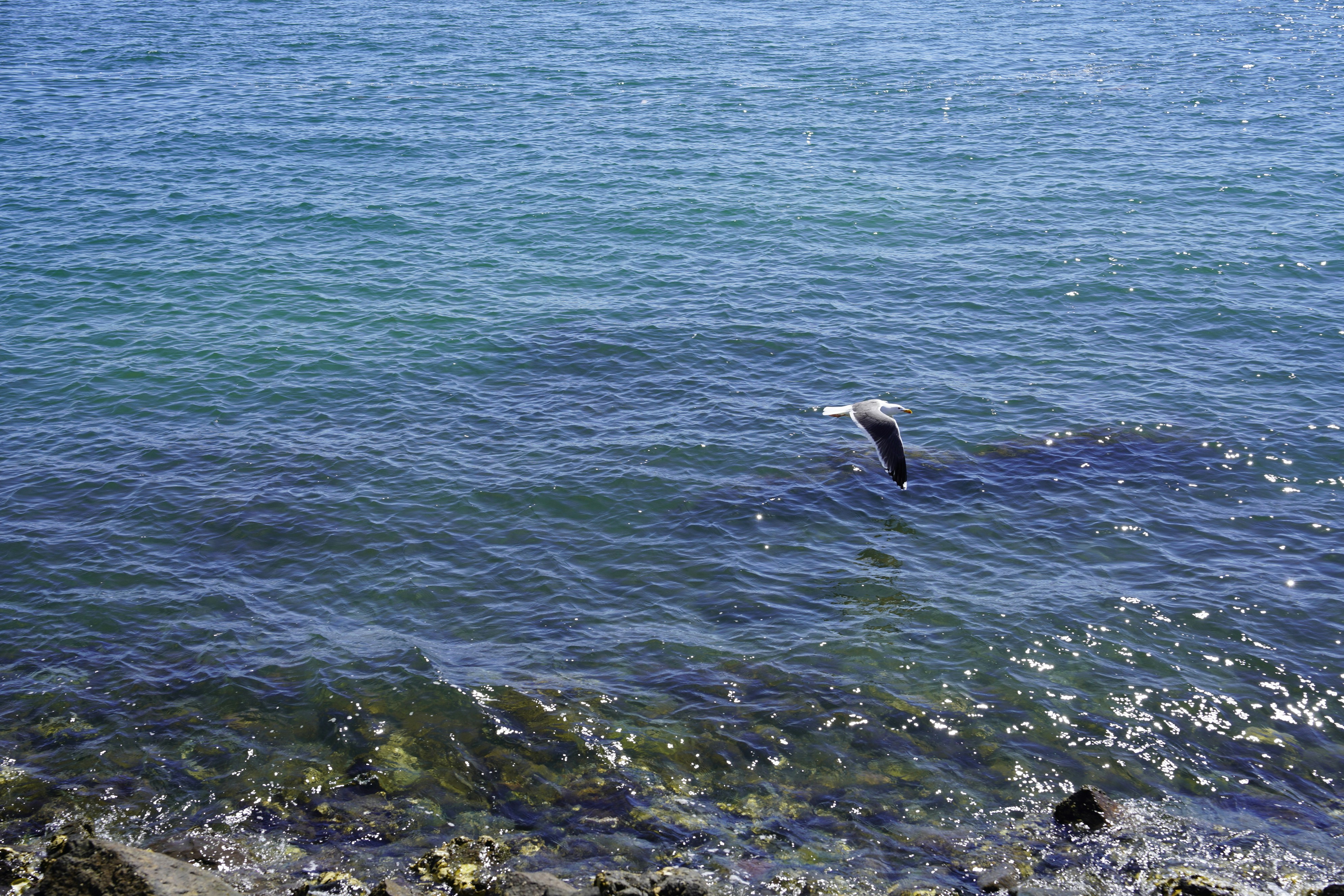 Winged Silhouette Over a Quiet Blue Sea