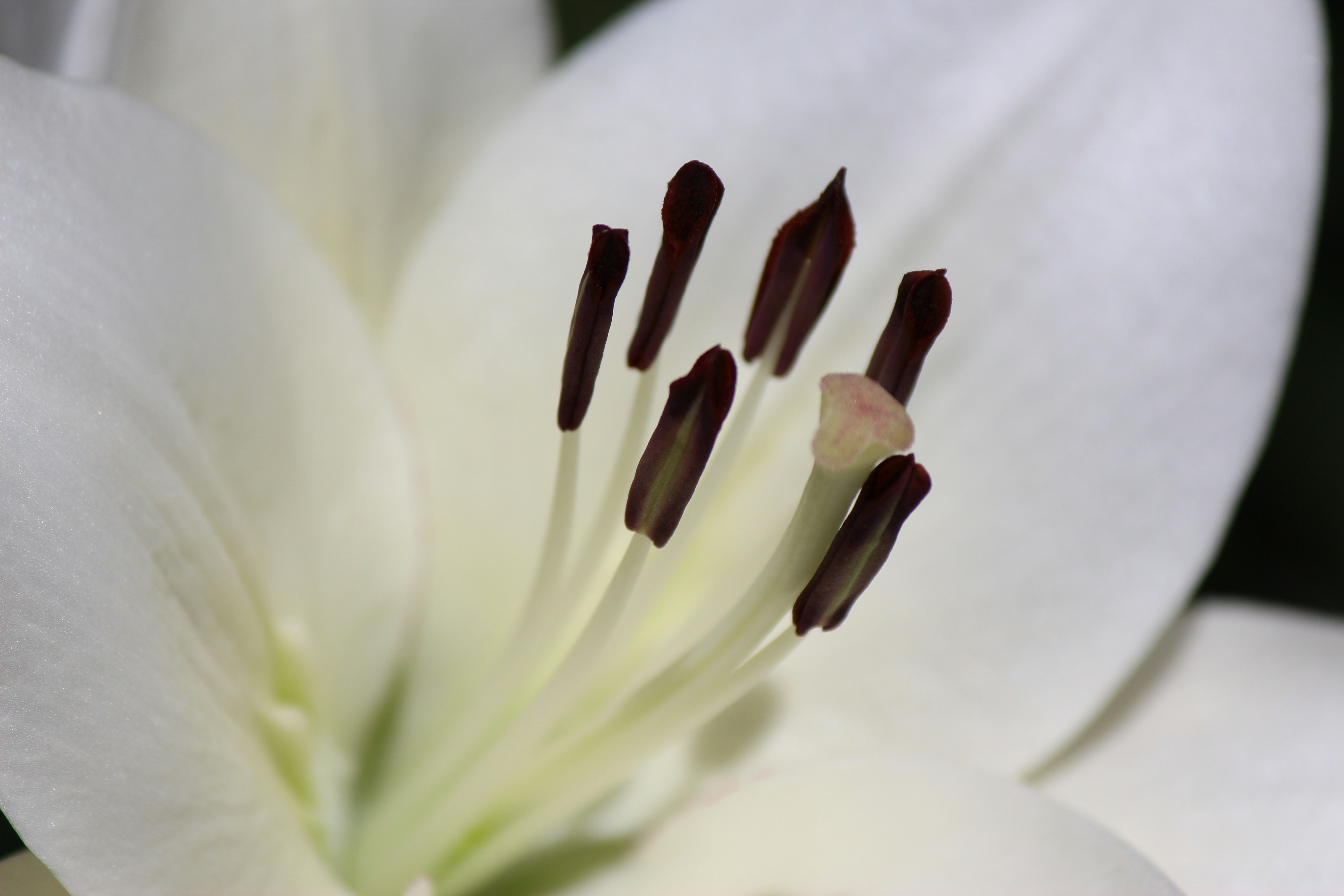Stamen Symphony: Close-Up of a White Flower's Recessed Anthers