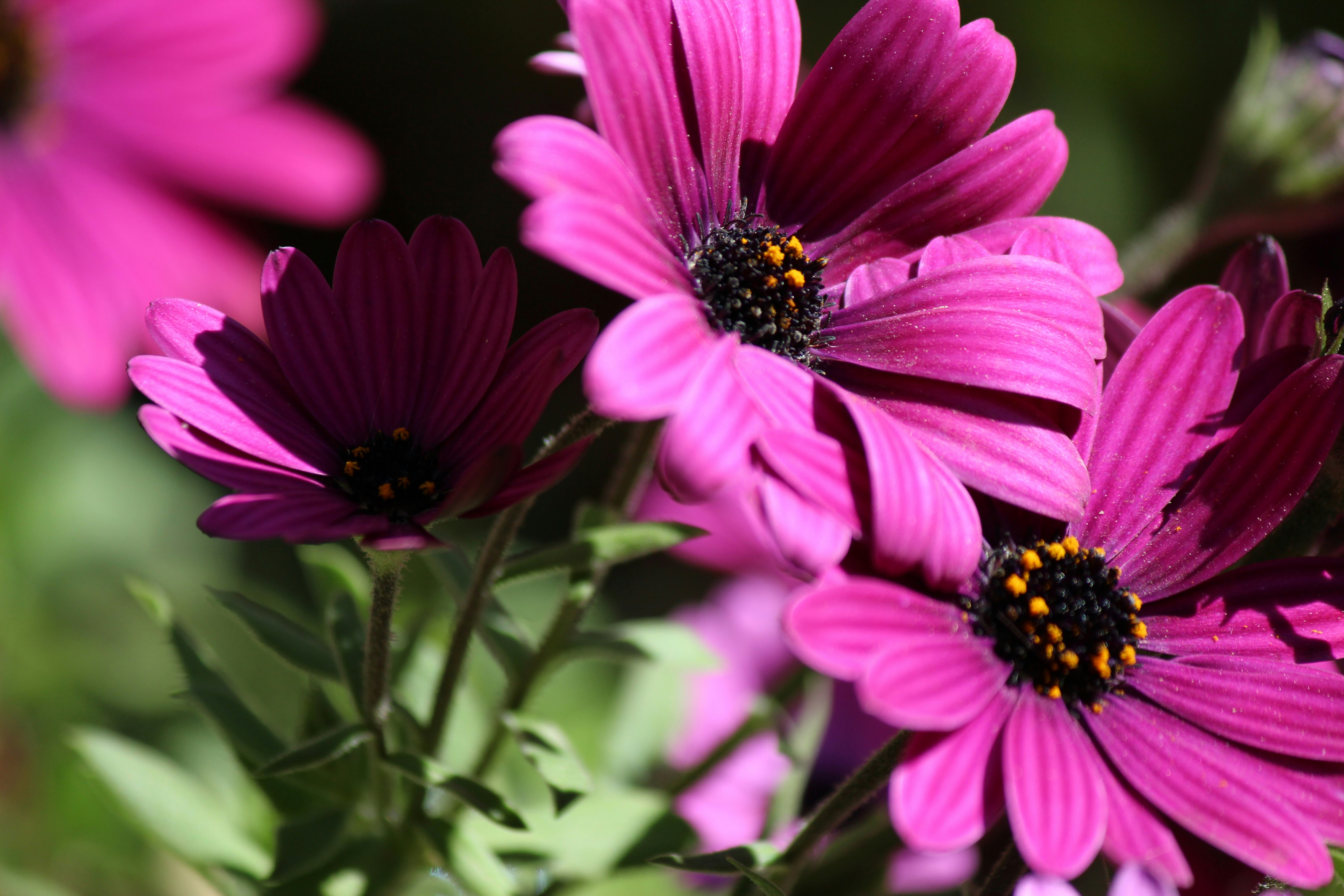 Crimson Petals in Focus: A Sunlit Cluster of Magenta Daisies