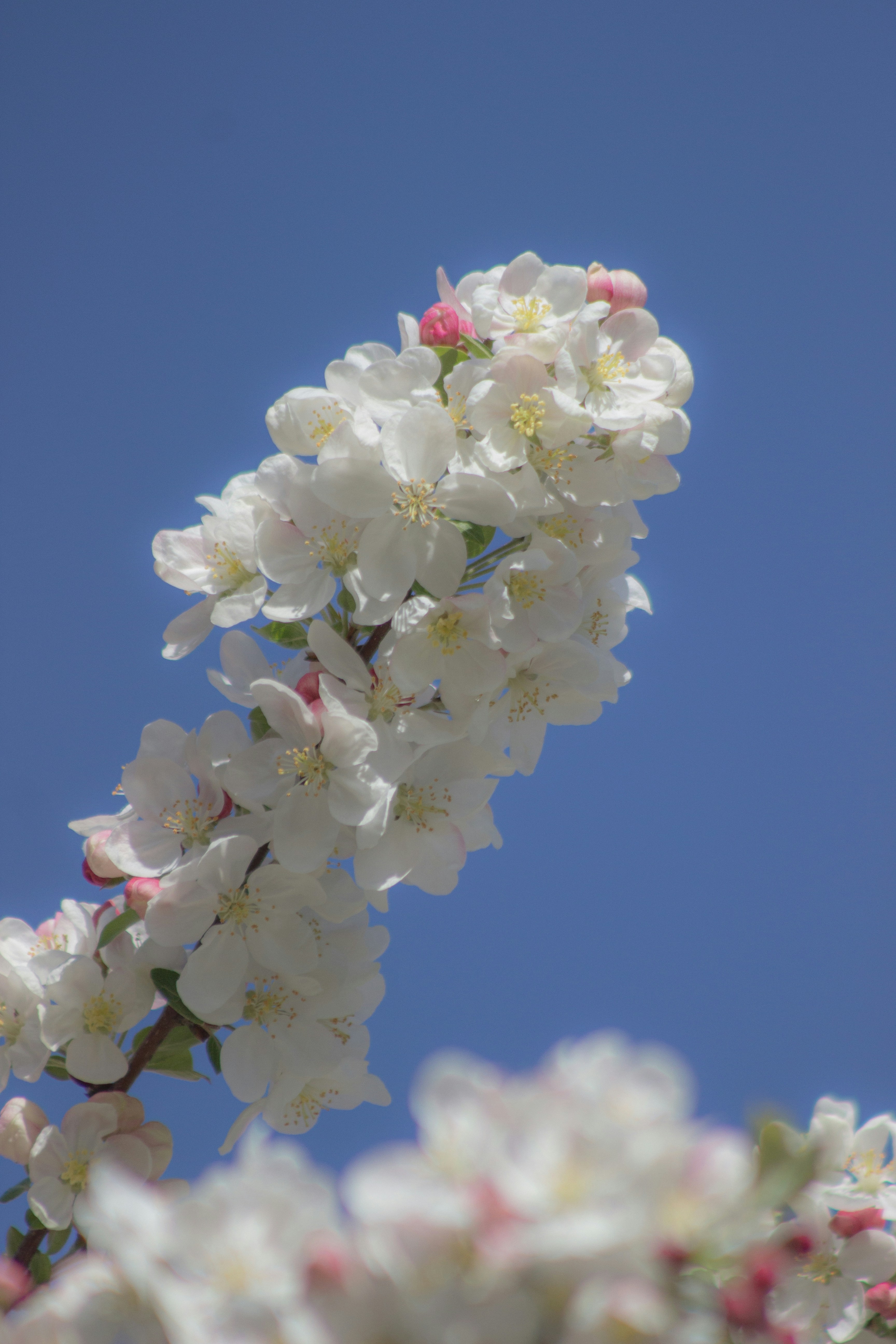 Blossoms in a Clear Sky