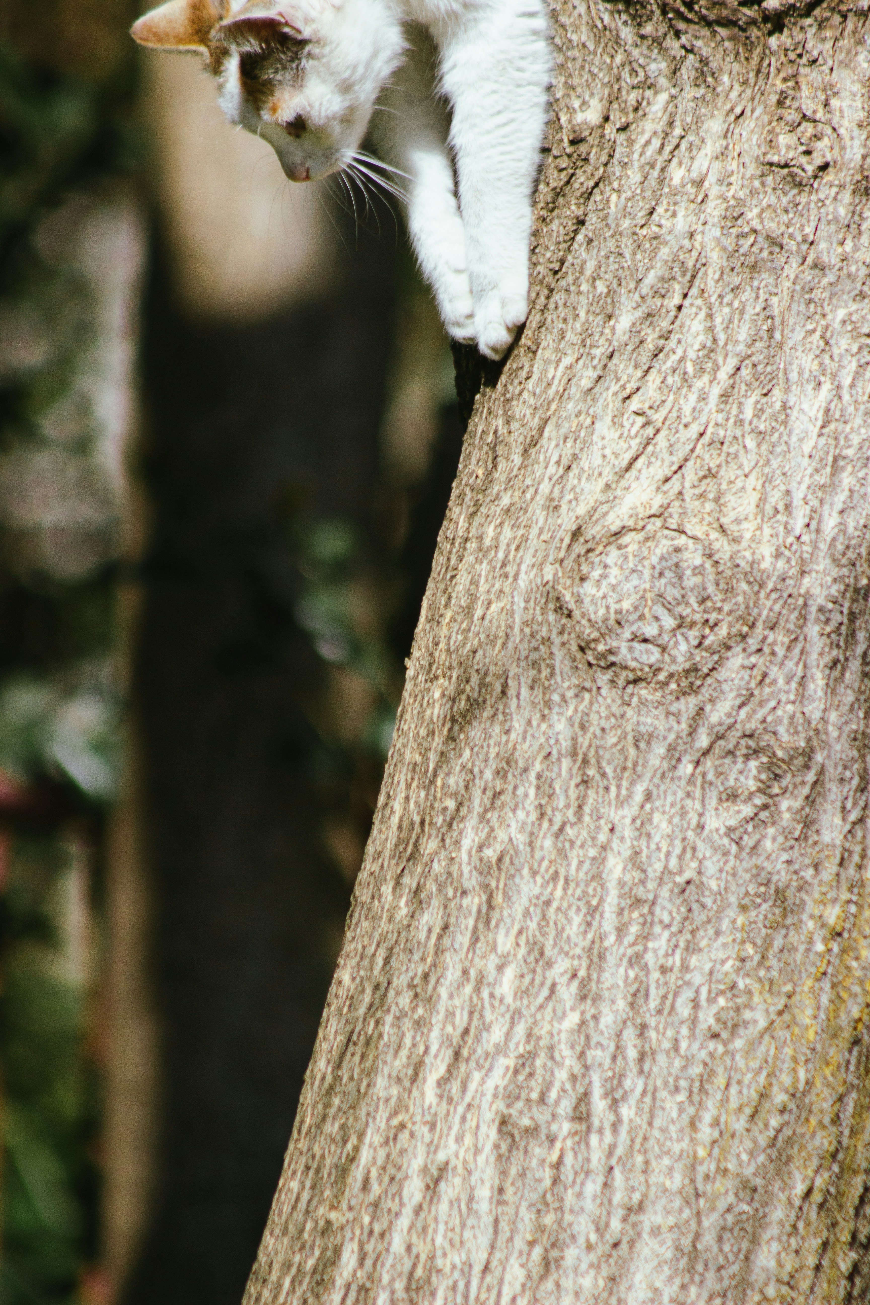 A Curious Cat Peeks Over a Tree Trunk