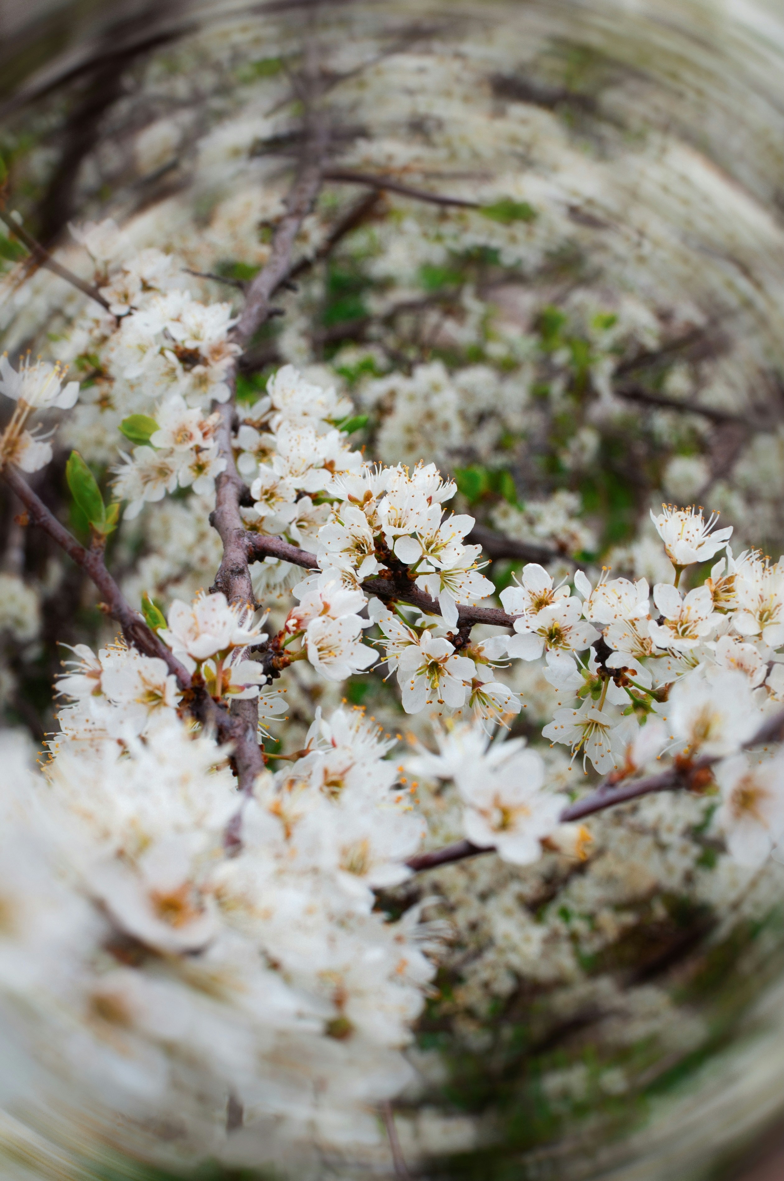 Blooming in a Soft Twist: White Petals through a Glassy Lens