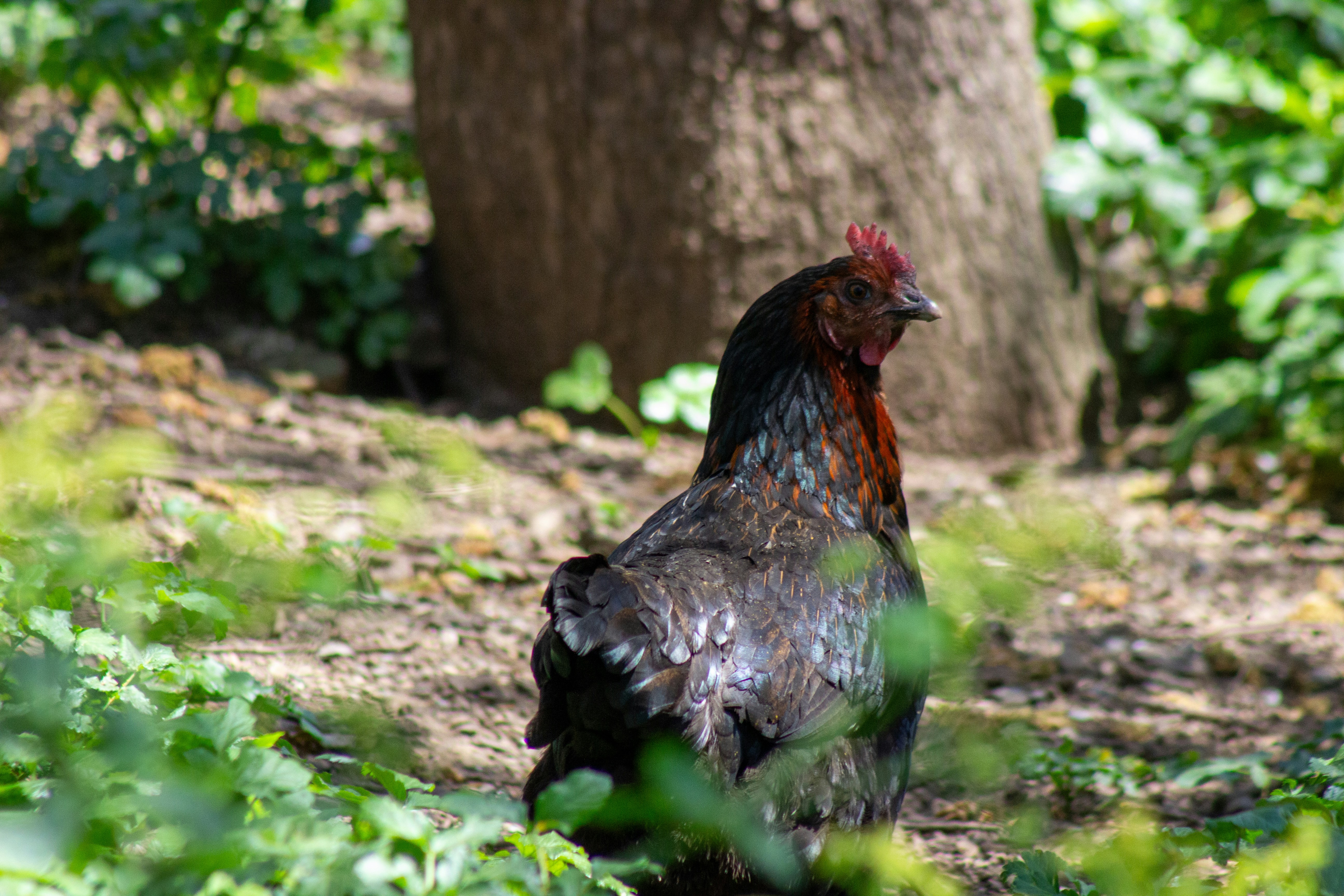 Feathered Sentinel under Dappled Shade
