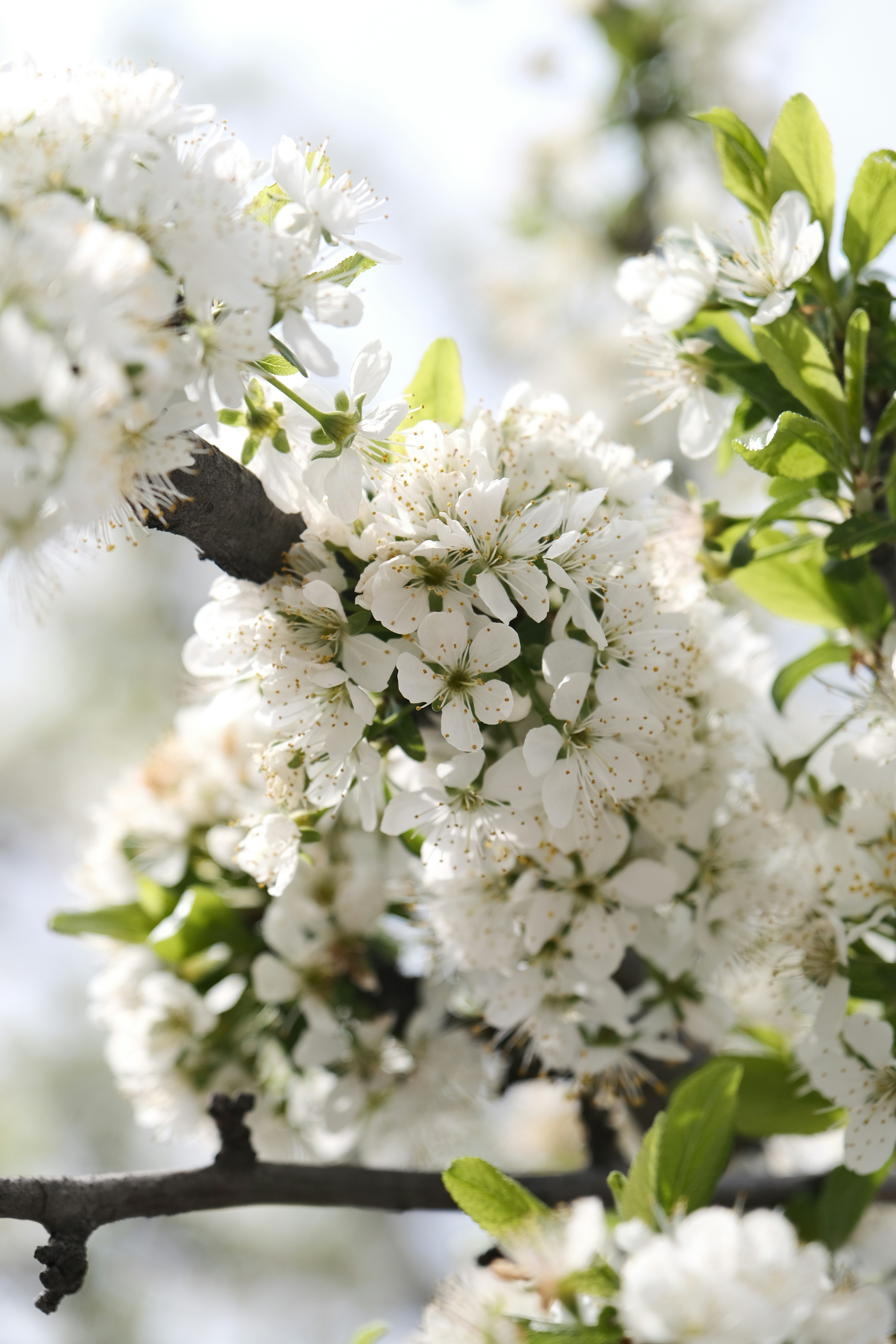 Whispers of Spring: White Blossom Cluster in Sunlit Bloom