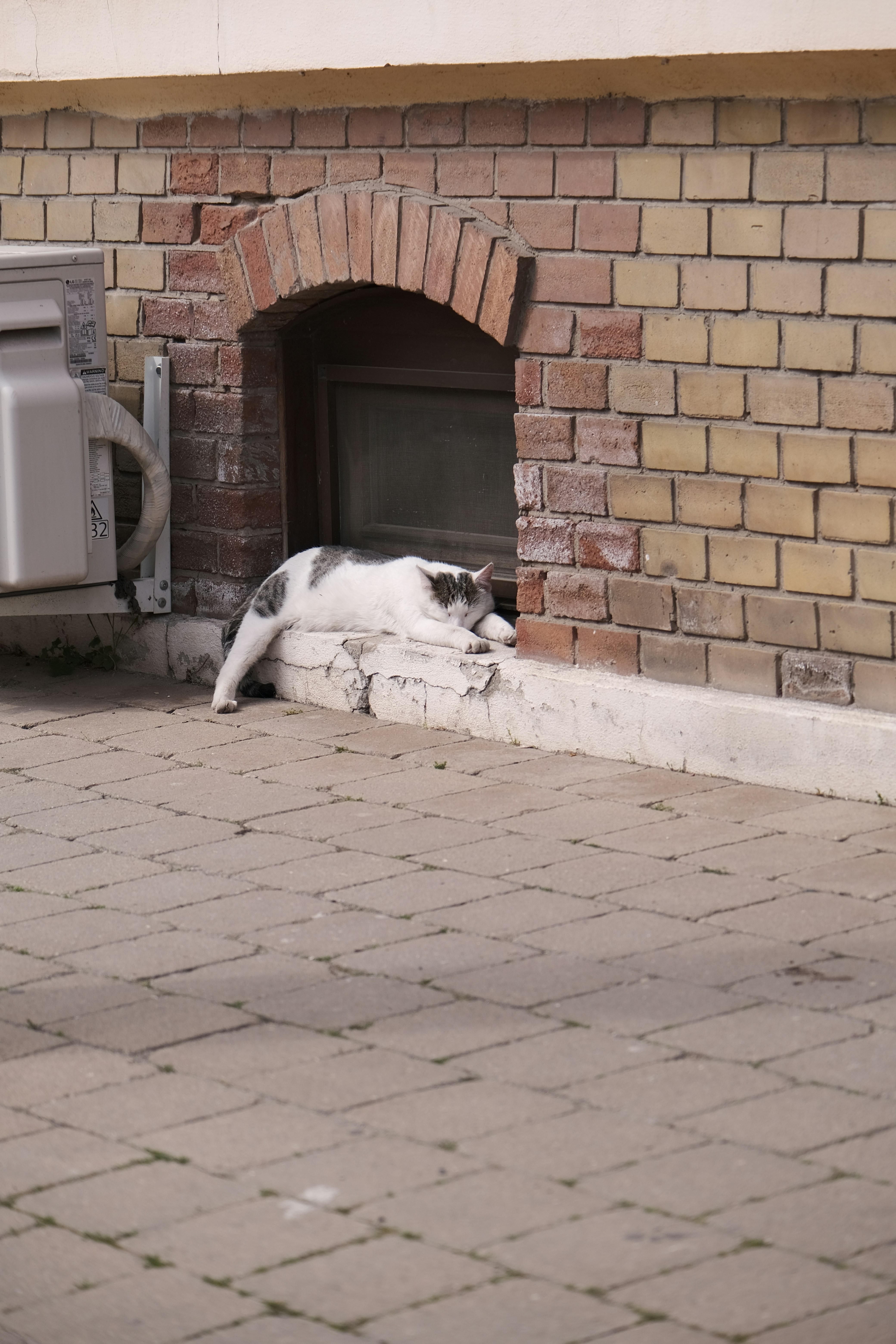 Cat Napping by the Brick Window