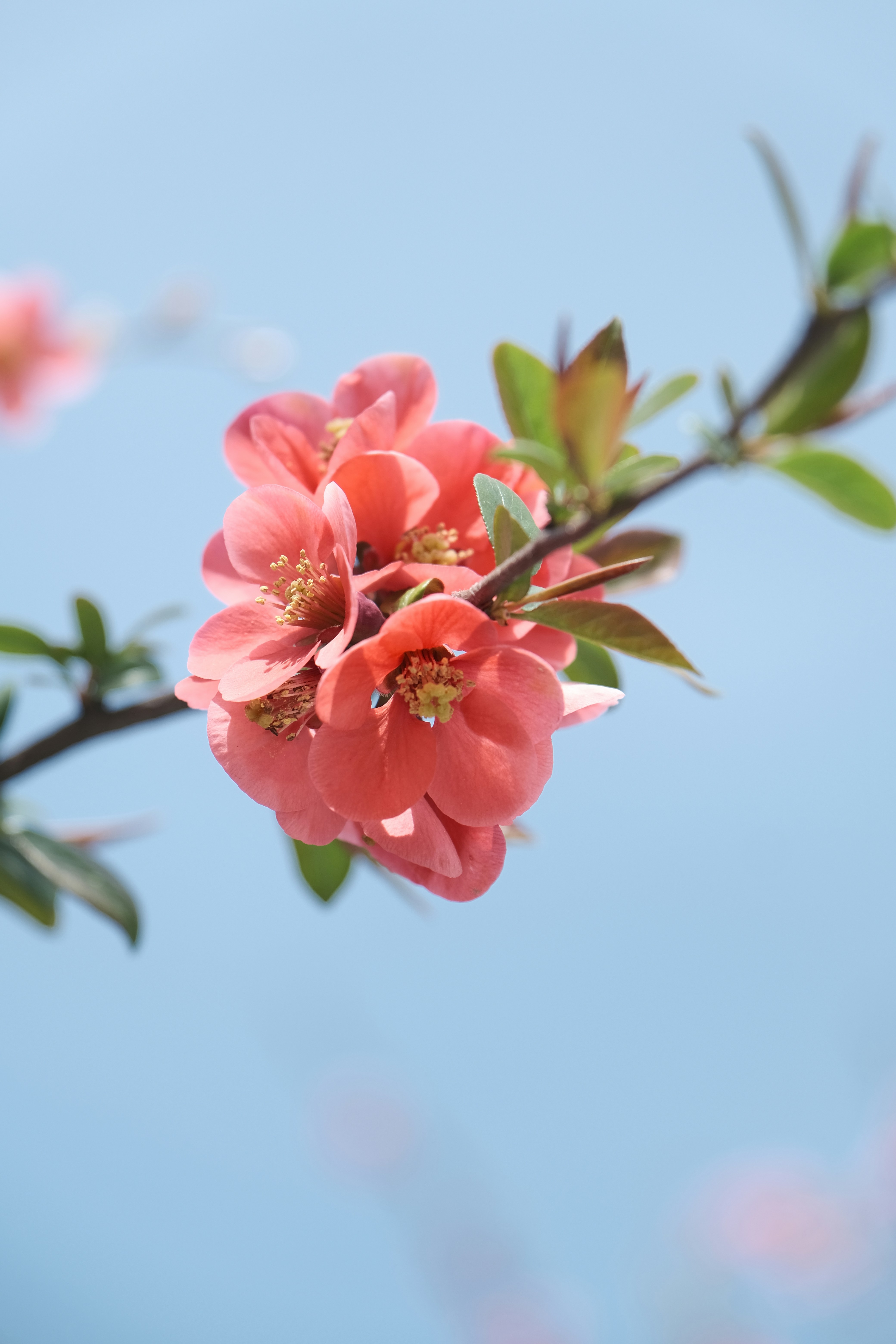 Petal Portrait: Coral Pink Blossom Against Clear Sky
