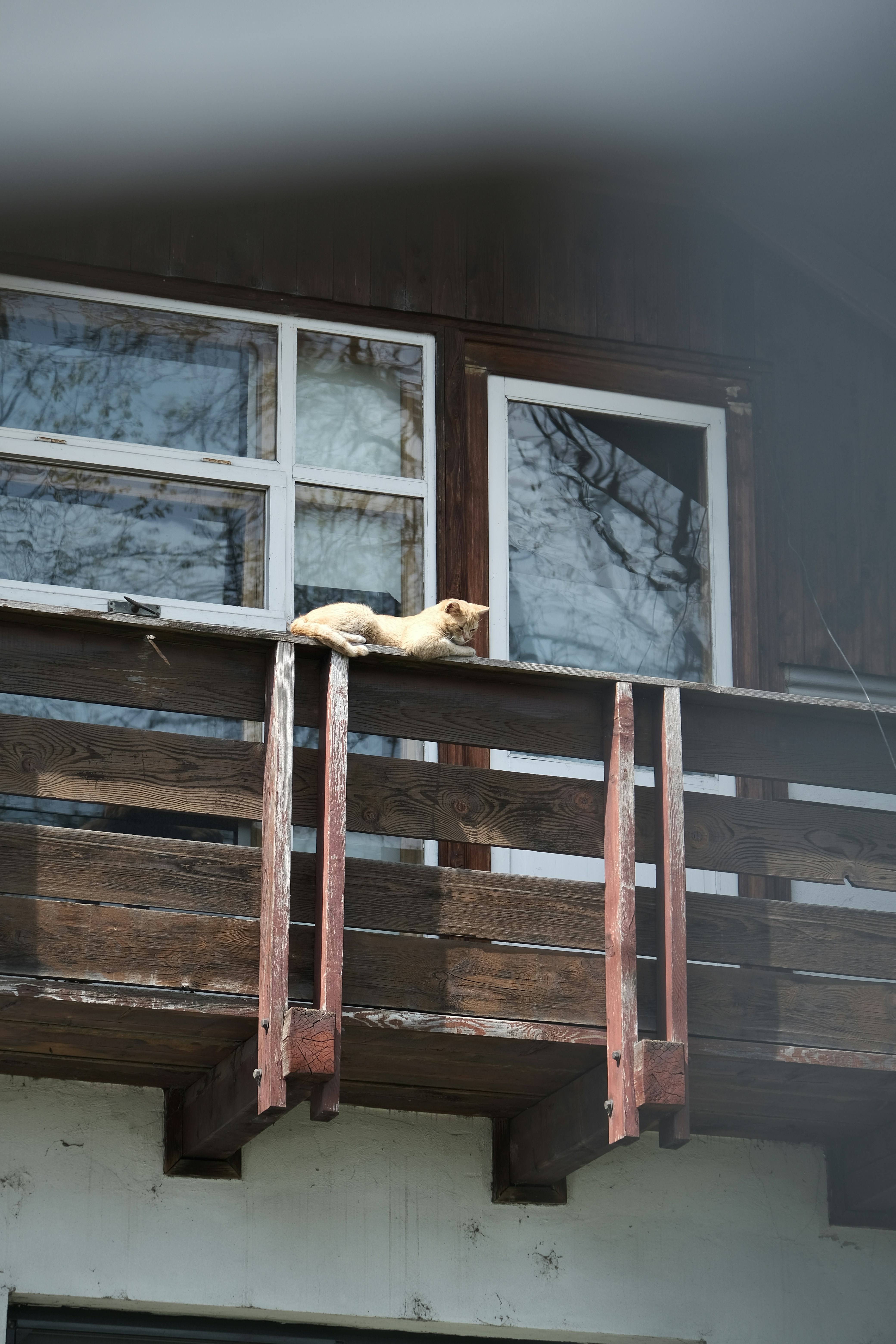 Lone Pooch on a Weathered Balcony