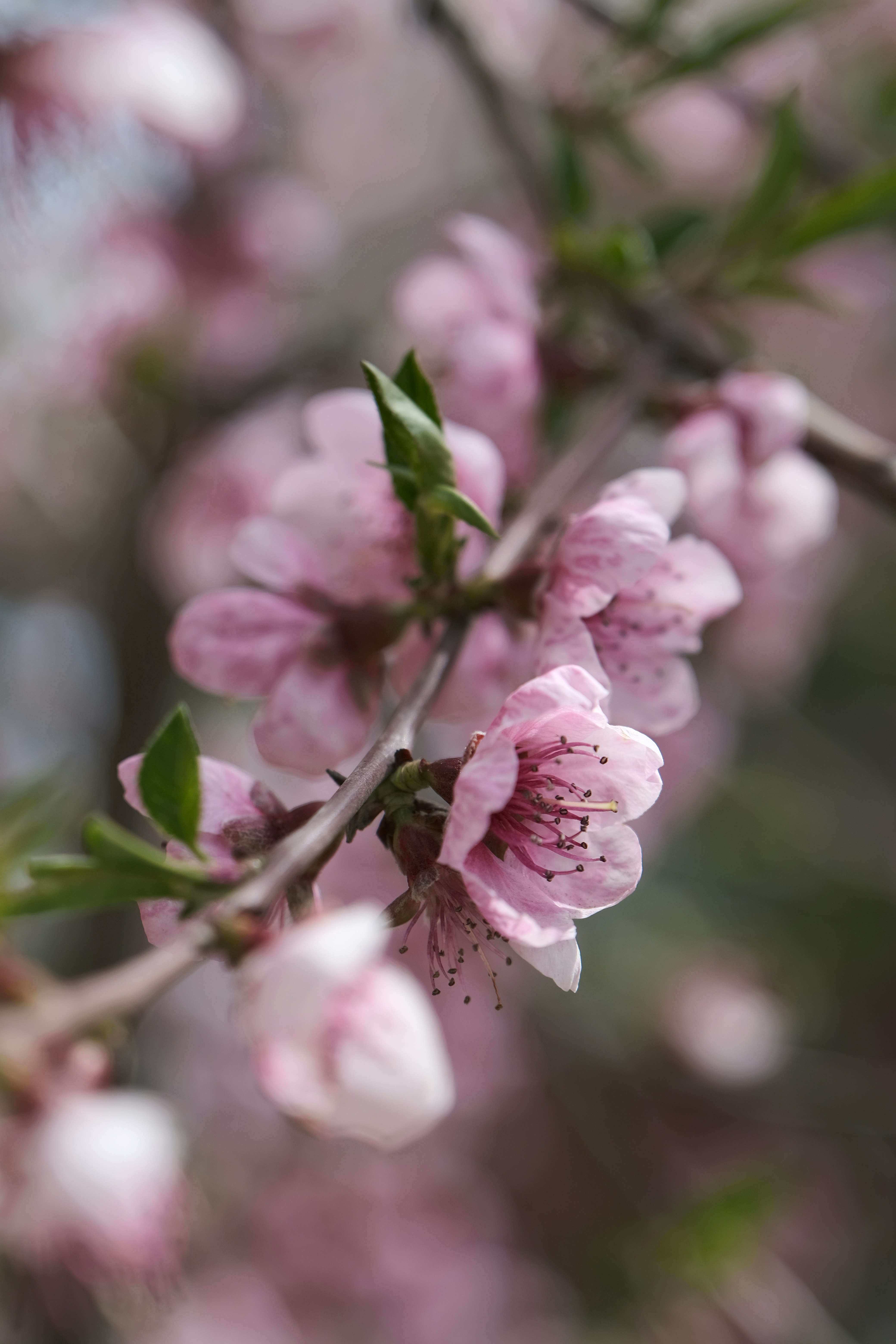 Pink Blossom in Soft Focus – A Delicate Spring Moment
