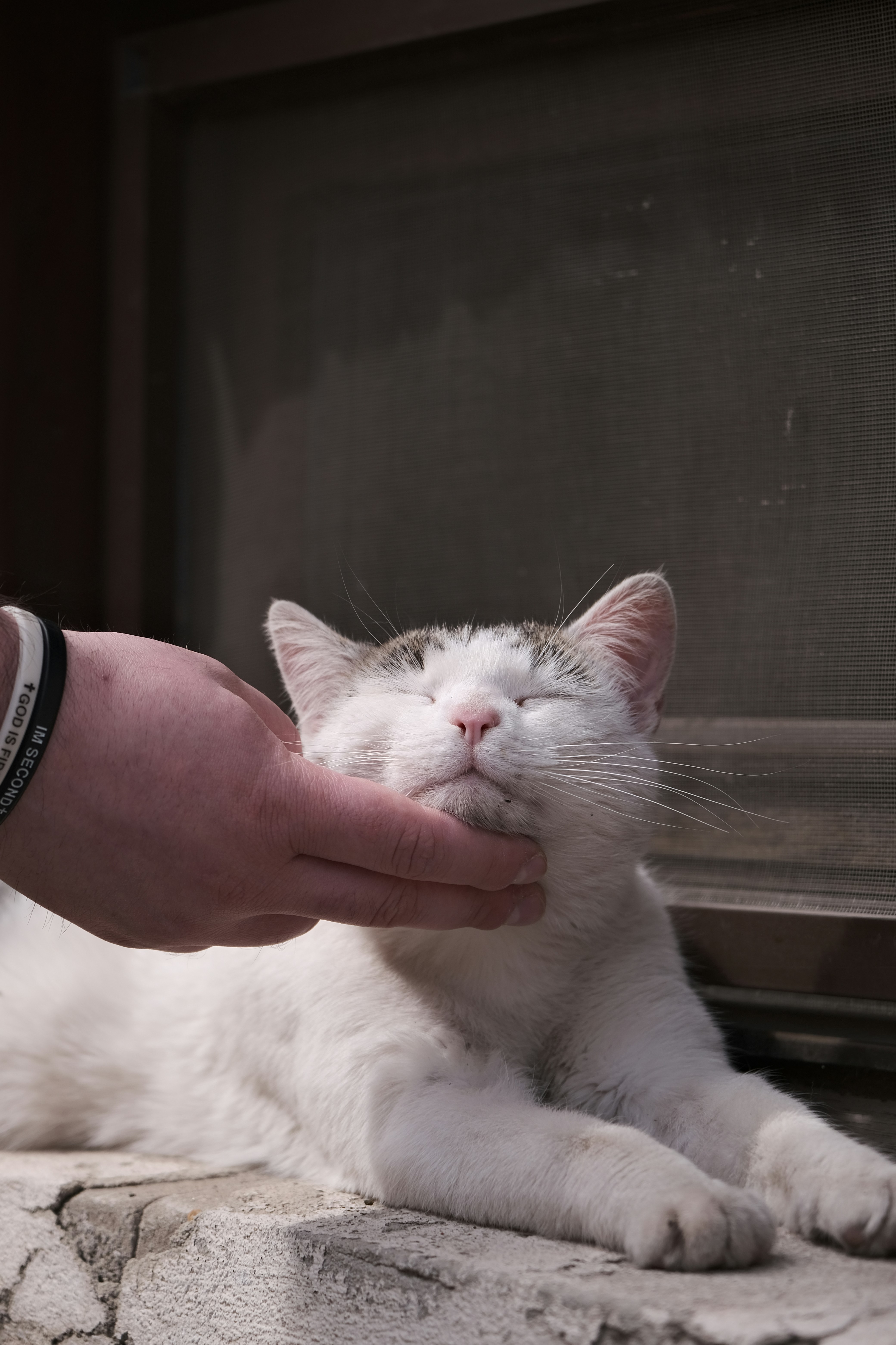 Gentle Affection: Cat Repose with a Gracious Hand