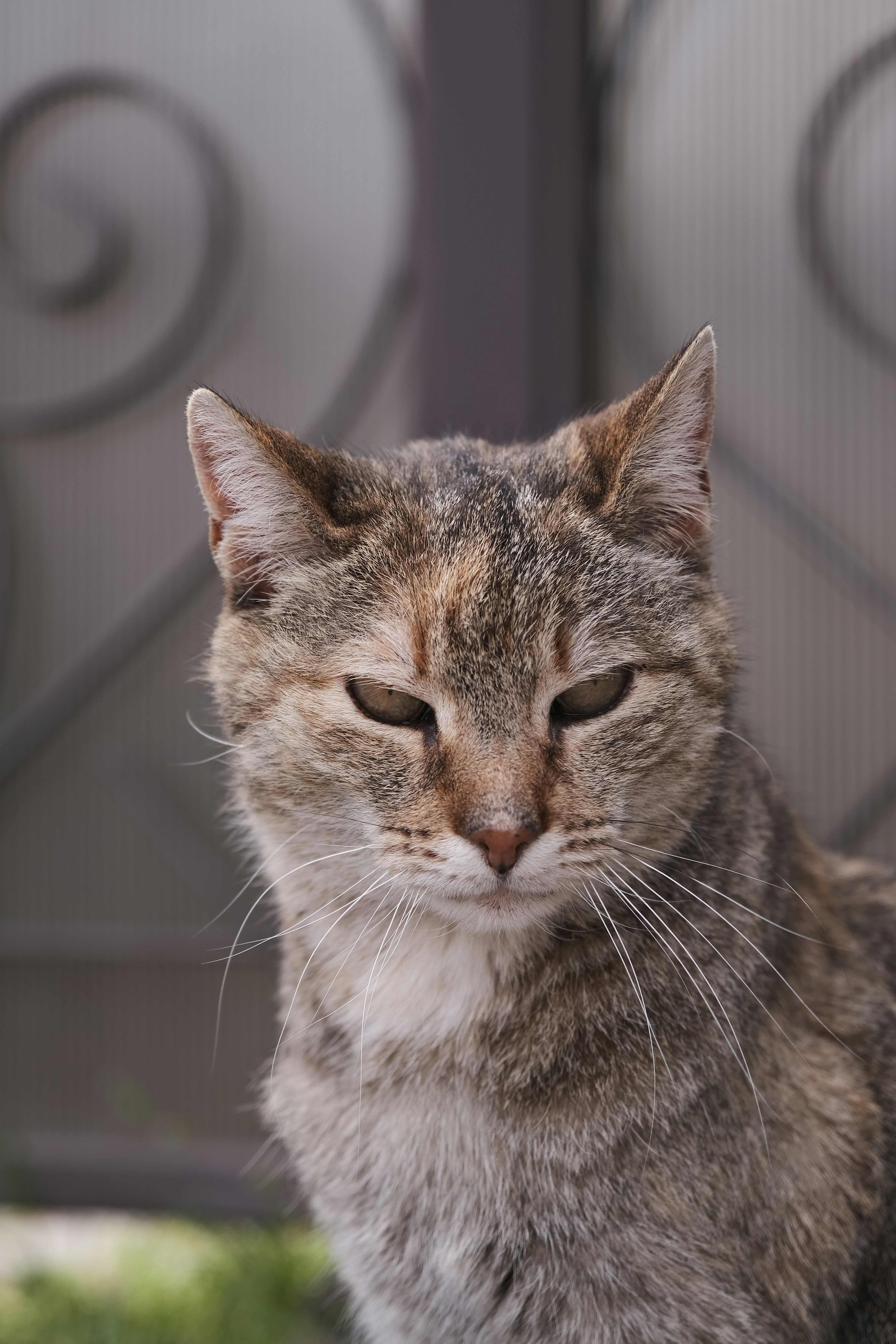 Calm Gaze: A Catalan Cat in Morning Light