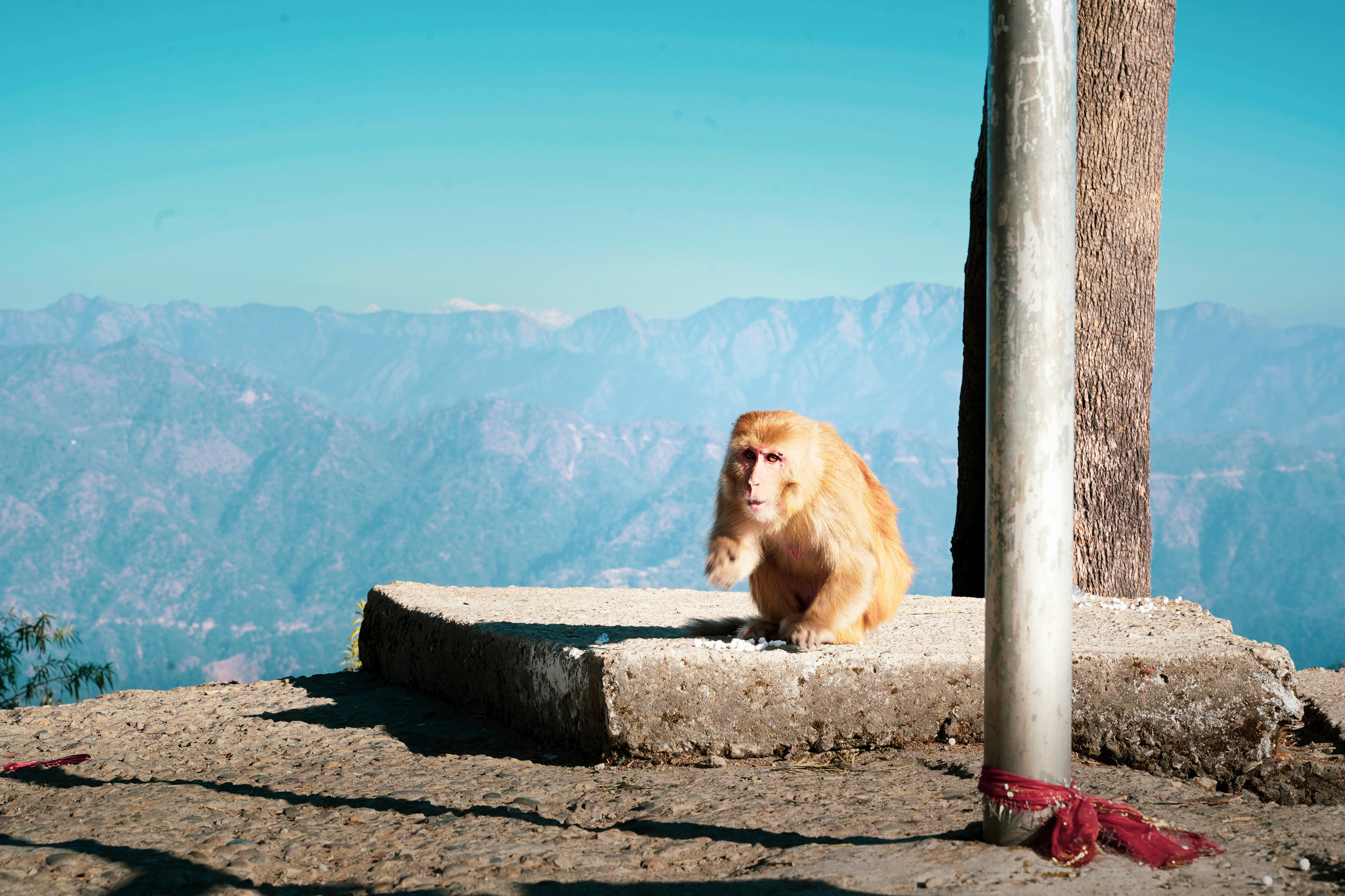 Monk on the Edge: A solitary monkey at a cliffside overlook