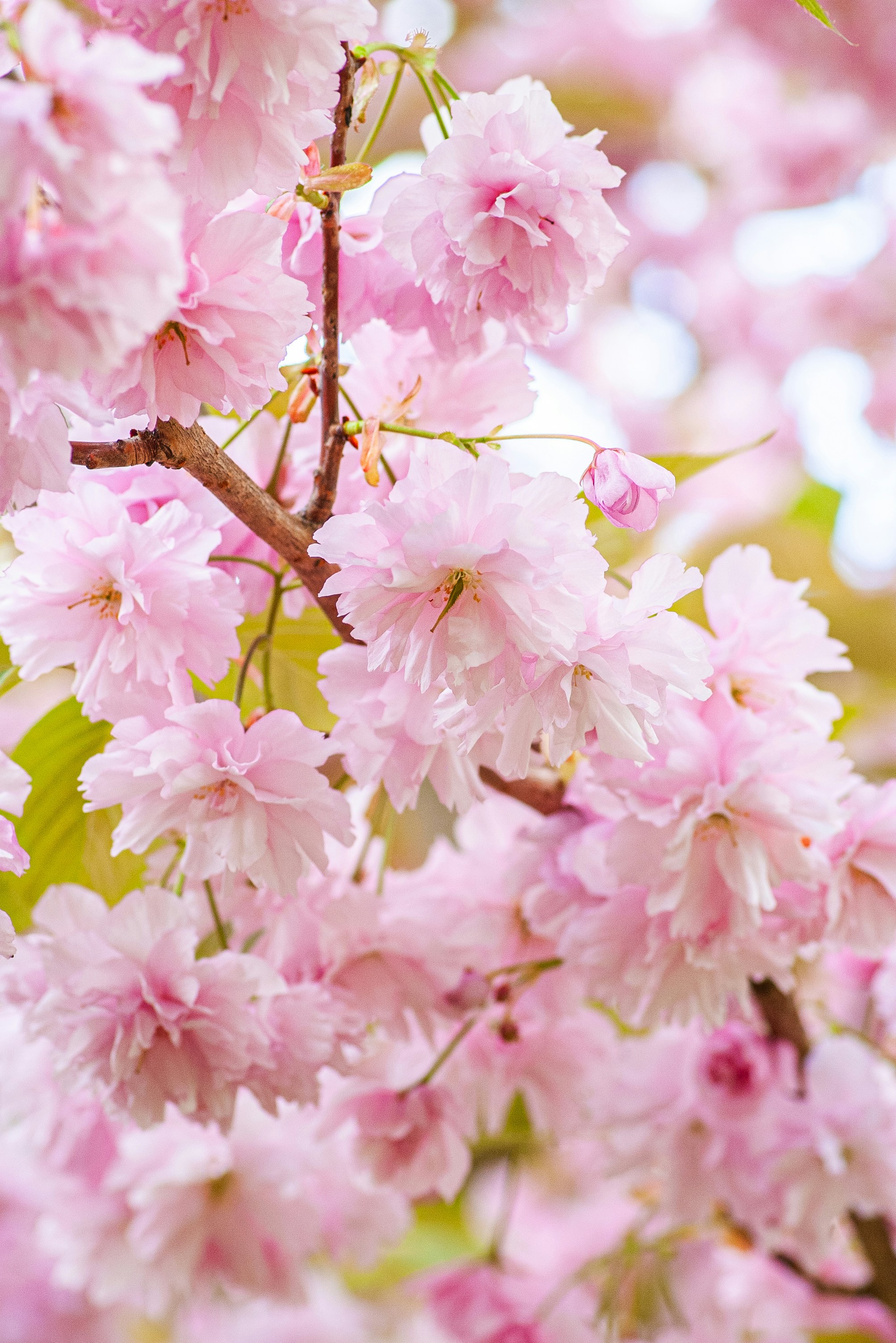 Soft-pink blossoms in a sunlit bloom of spring
