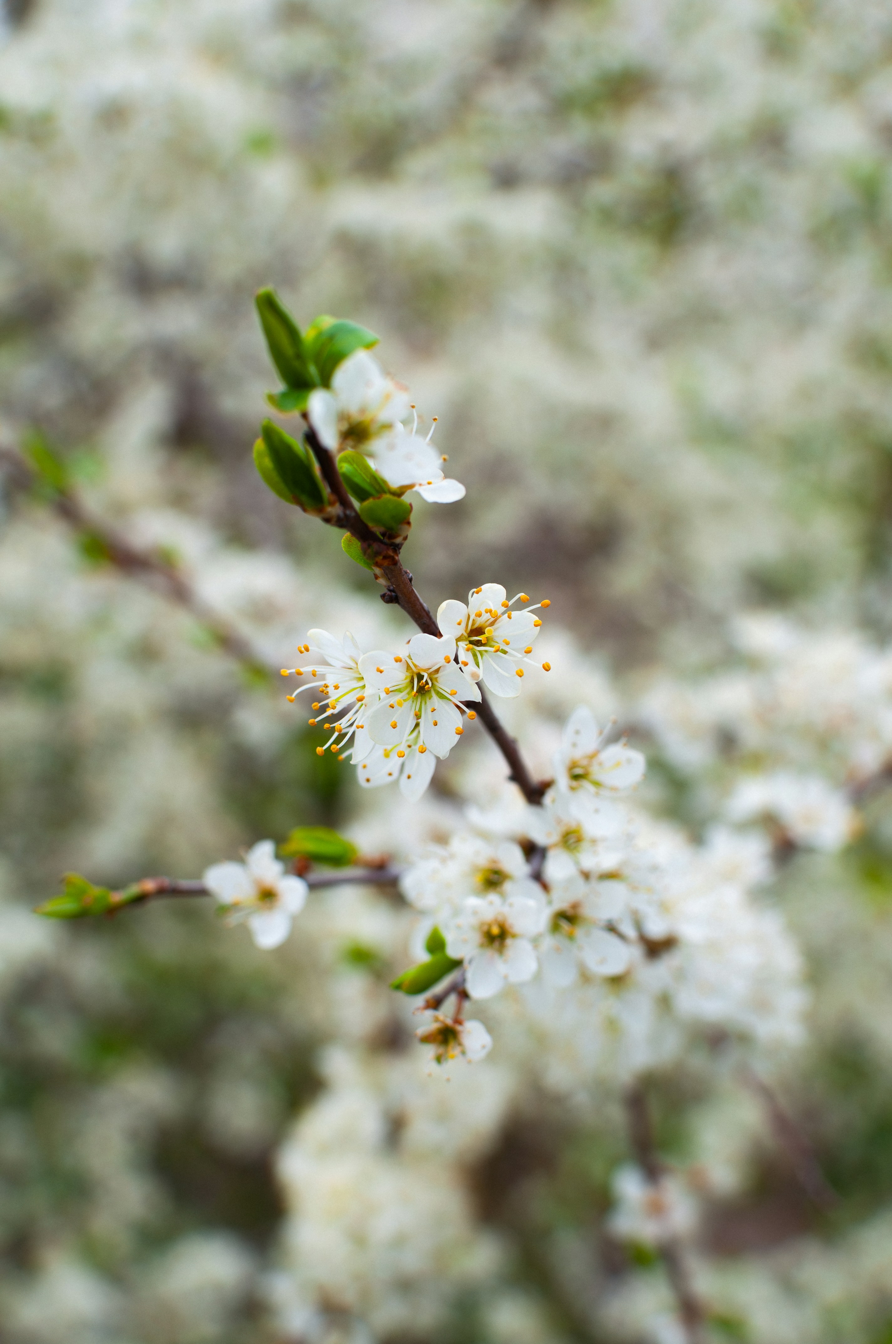 Blossoms in Focus: a delicate white bloom on a slender branch