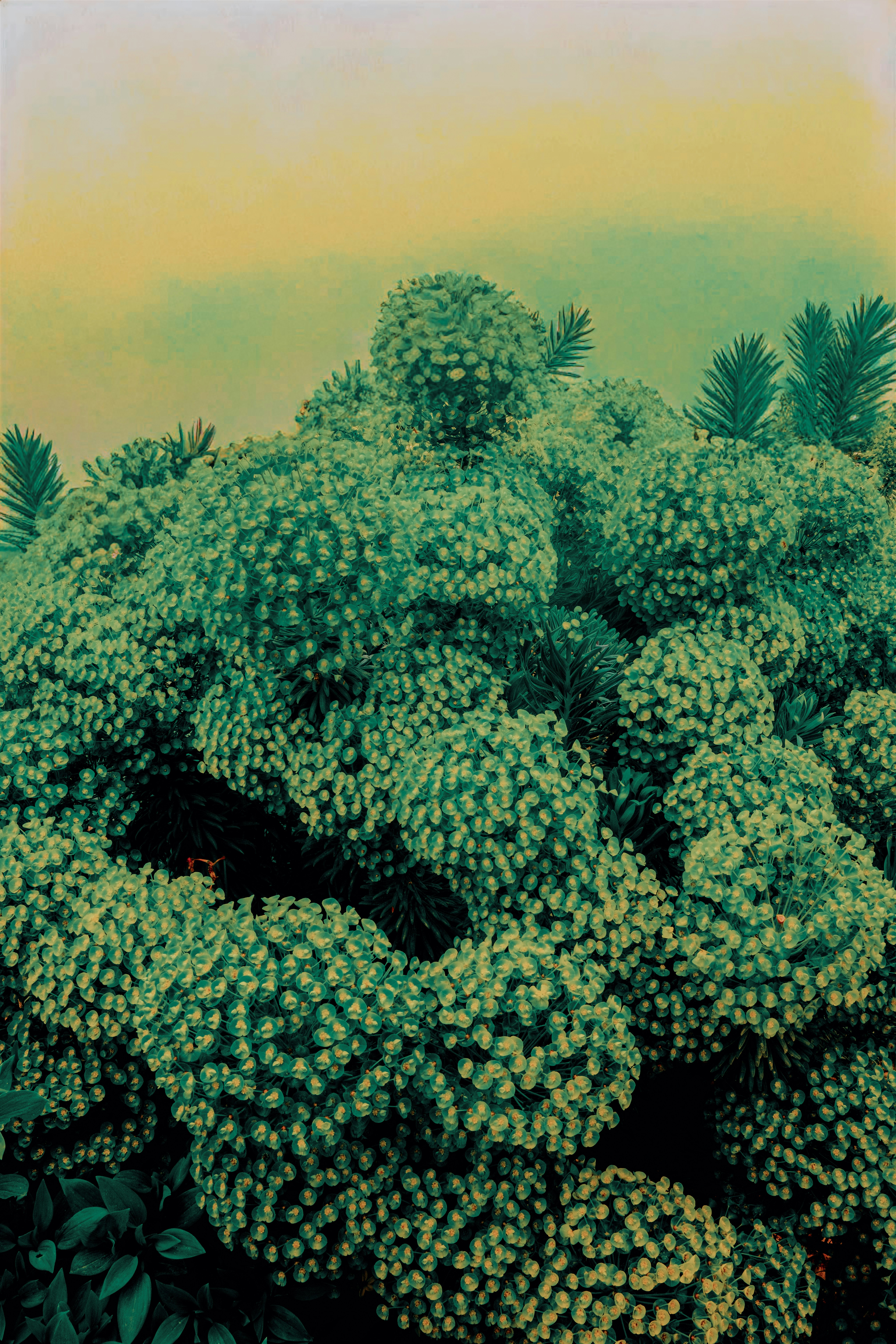 Emerald Boulders: A Coral-like Canopy Under Yellowed Skies
