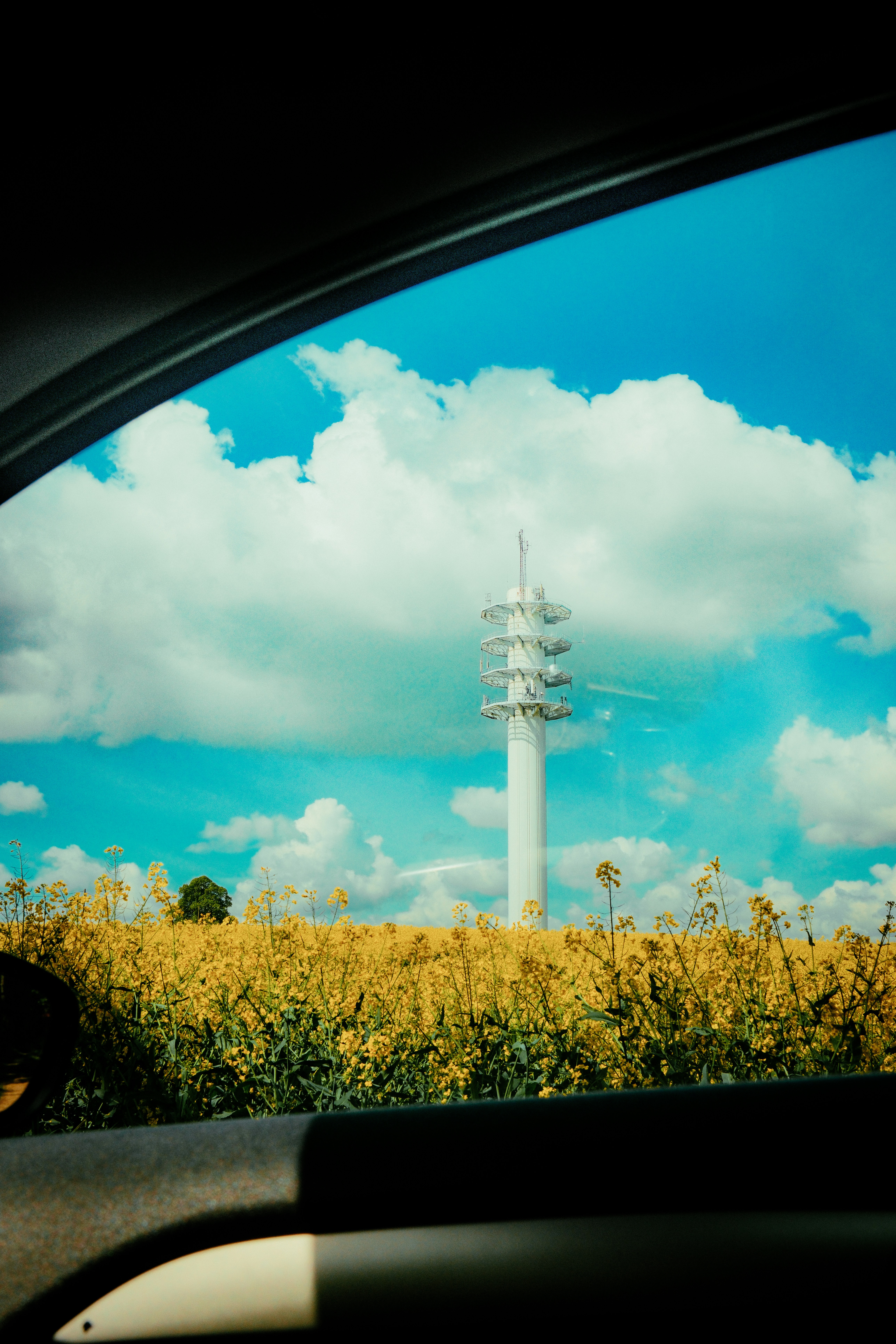 Field of Golden Canola Fronds Framed by Car Window