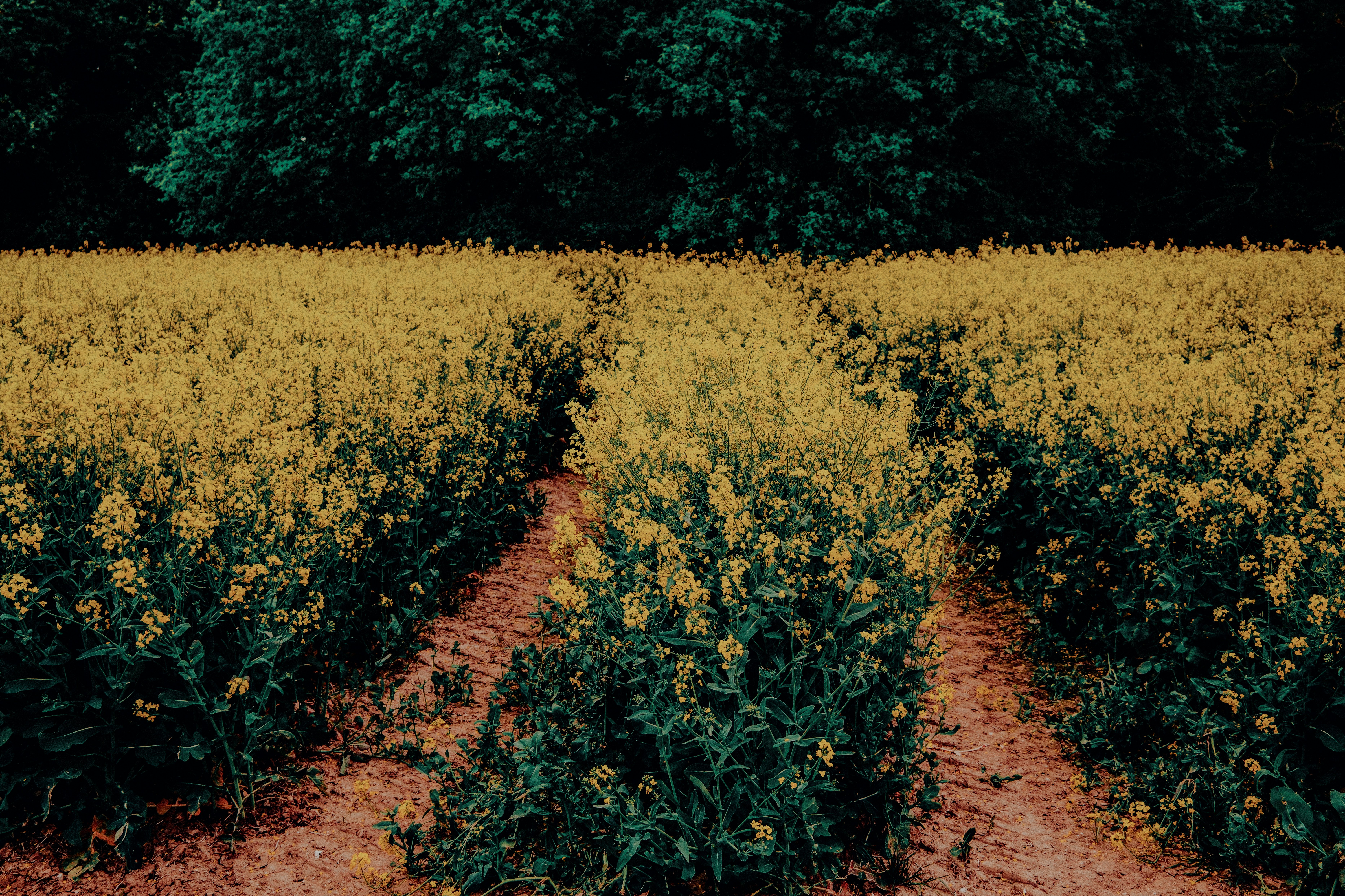 Golden Pathways: Rows of Canola Leading to the Tree Line