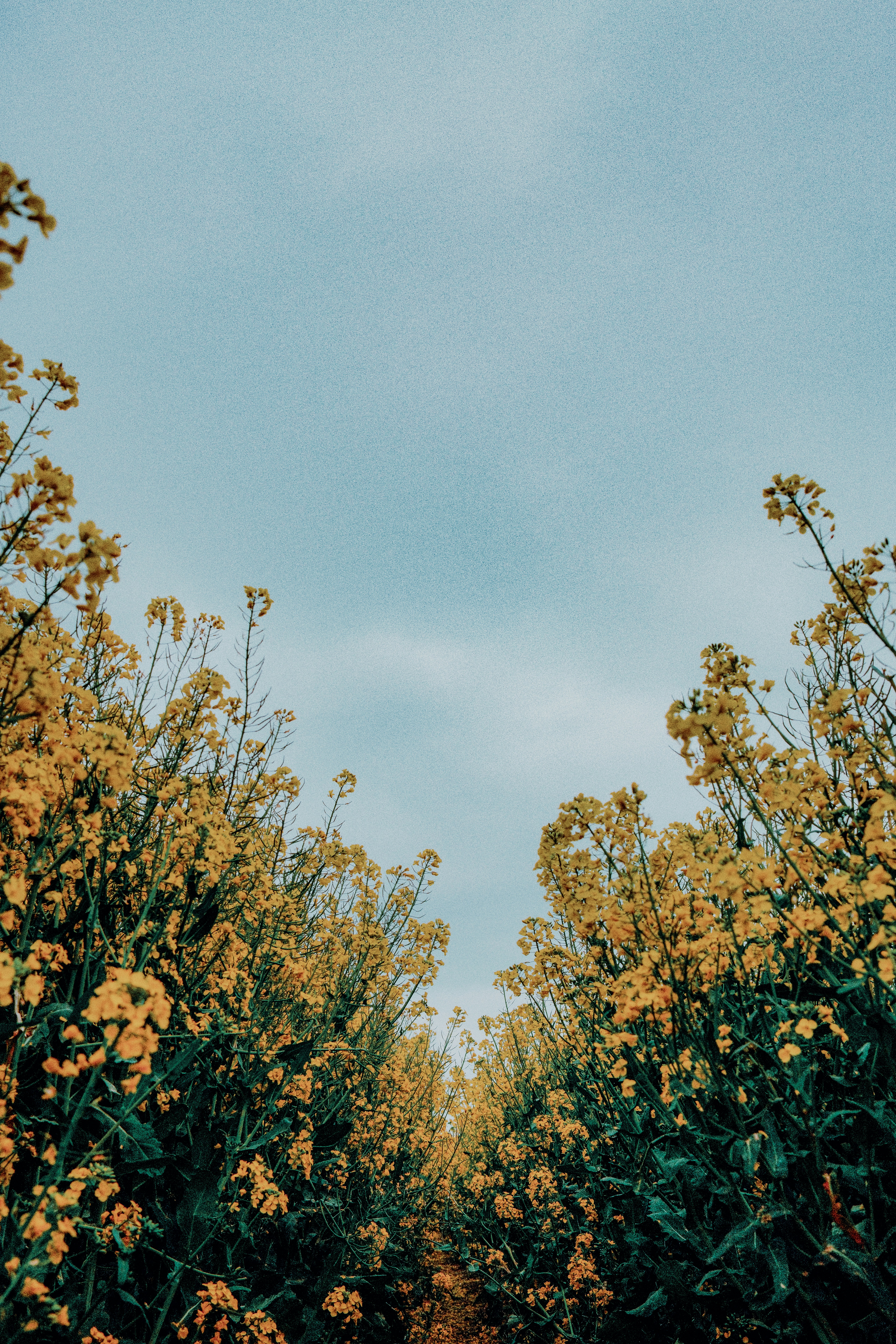 Golden Canopy: A Pathway Through Freshly Bloomed Canola Under a Clear Sky