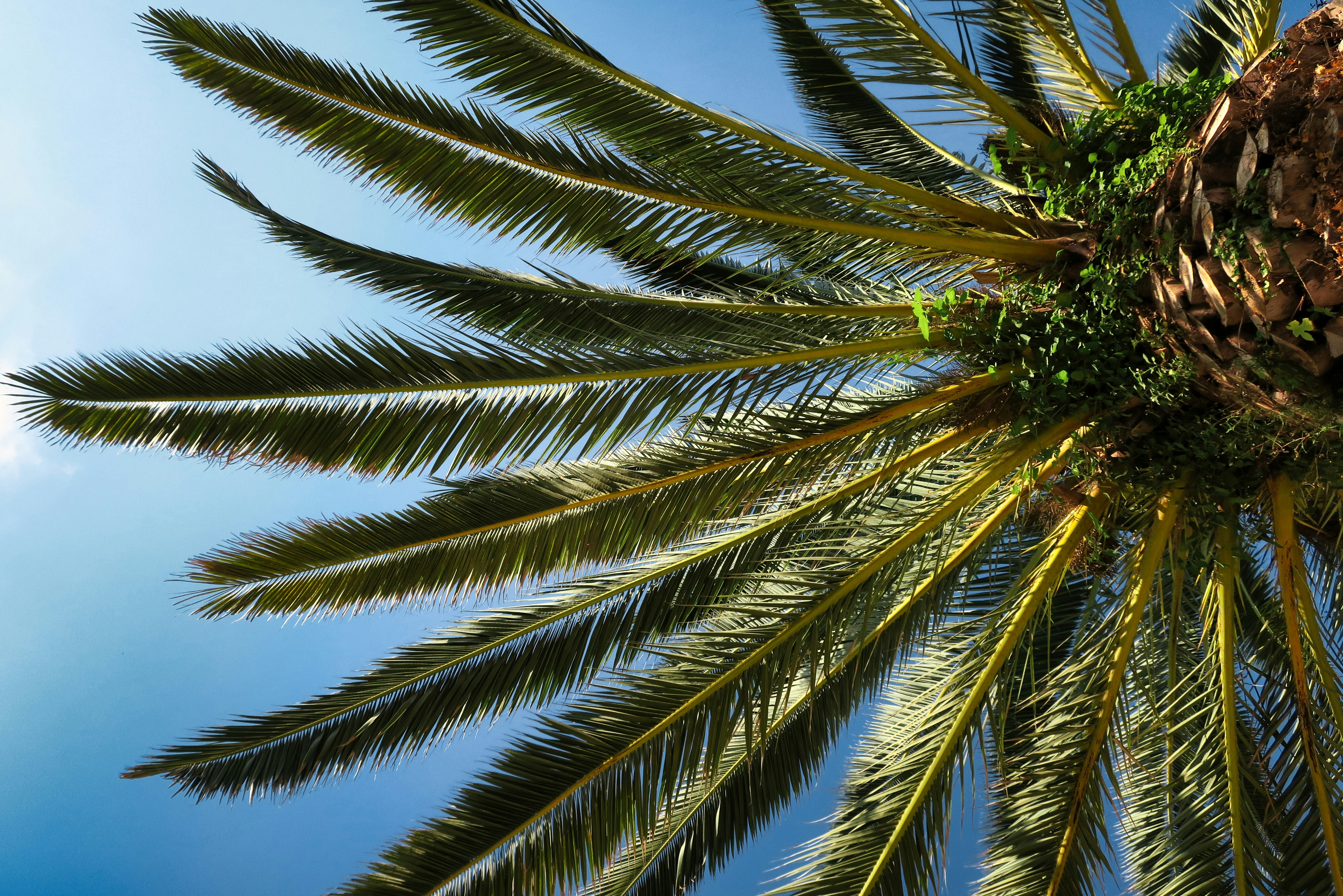 Sunlit Palms Splay Toward a Cerulean Sky