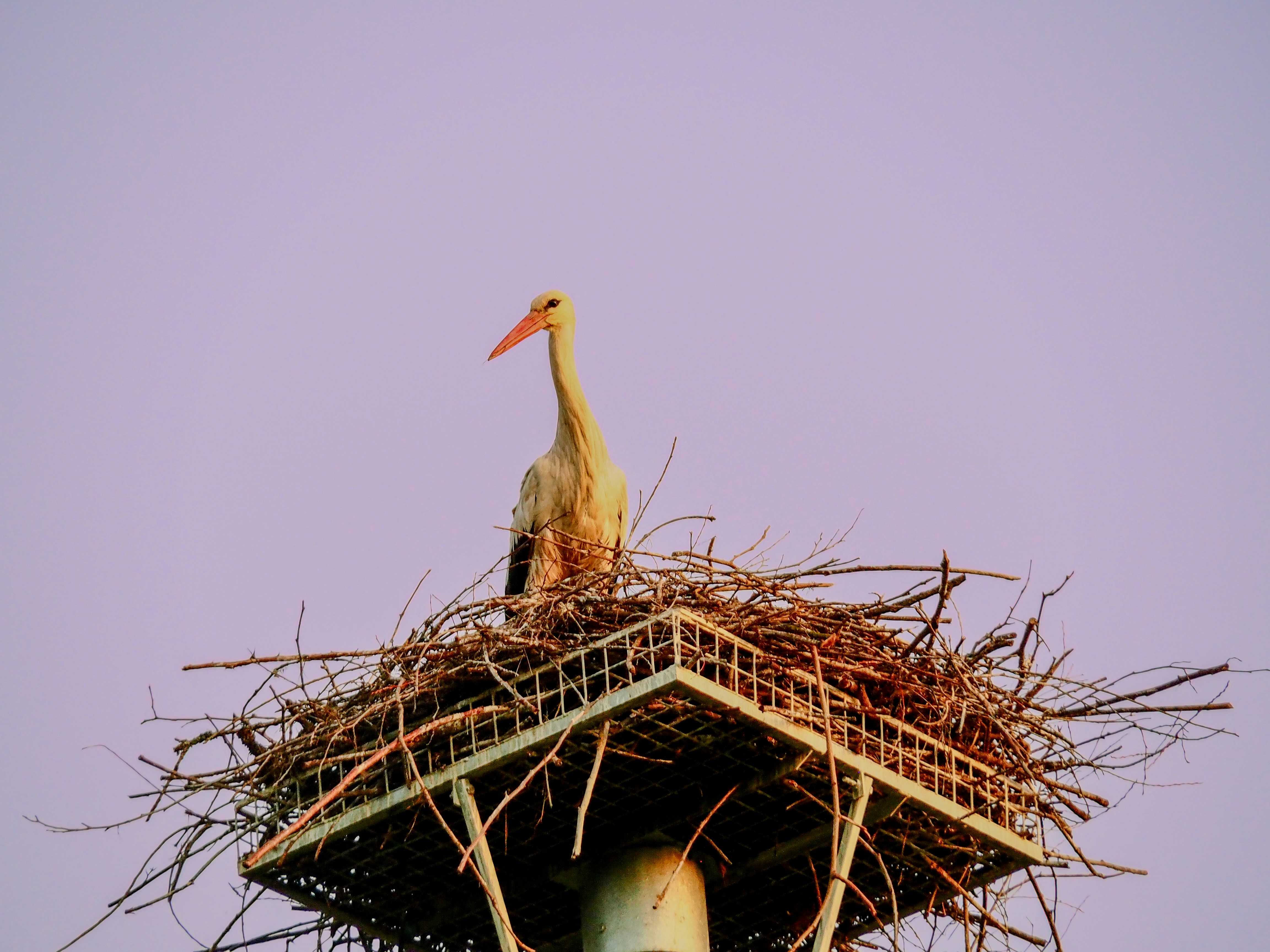 Guardians of the Nest: A Stork Standing Sentinel