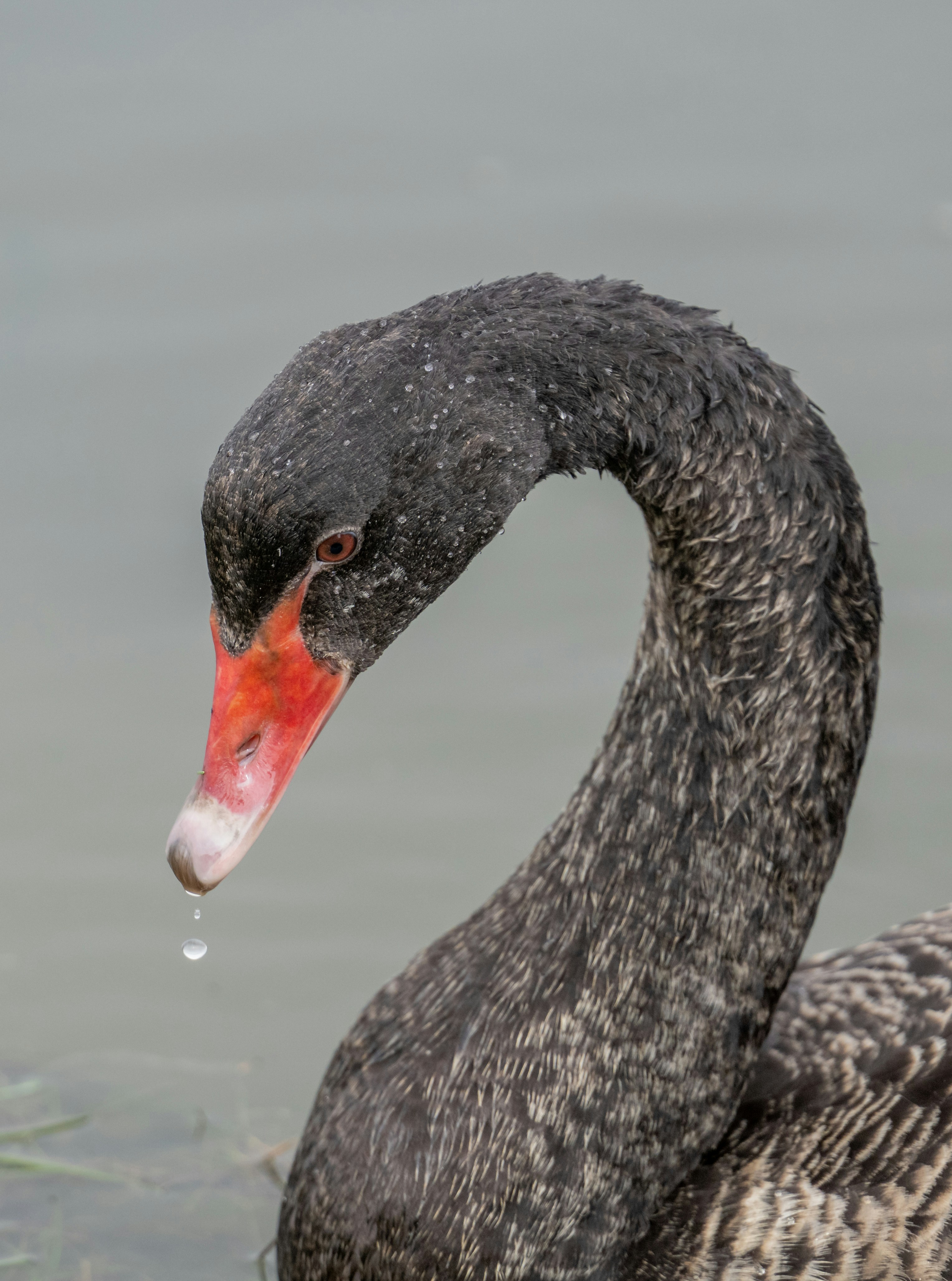 Curved Grace: A Black Swan's Contemplative Gaze