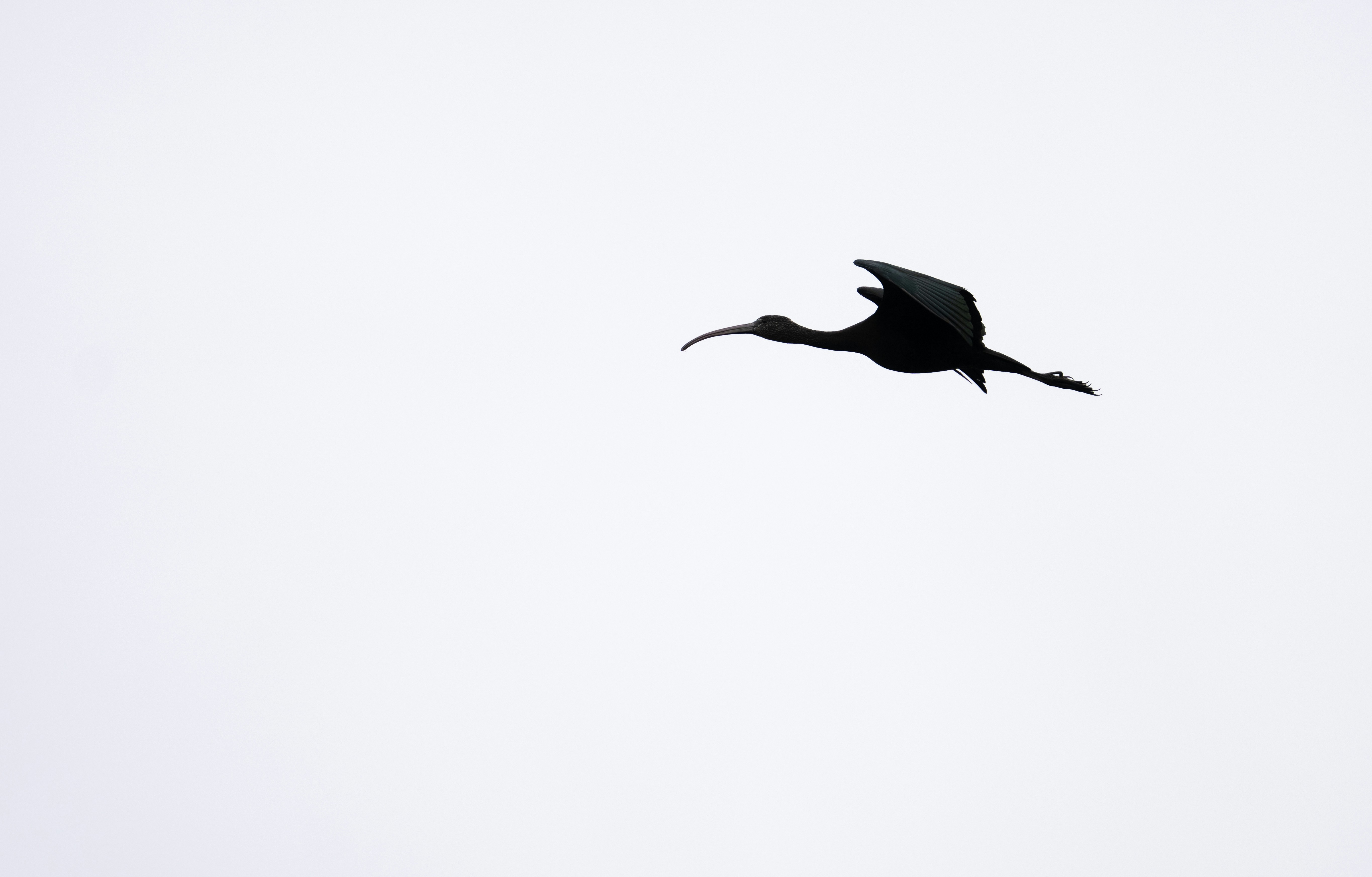 Silhouette in Parade: A Lone Crane Soaring Against the White Void