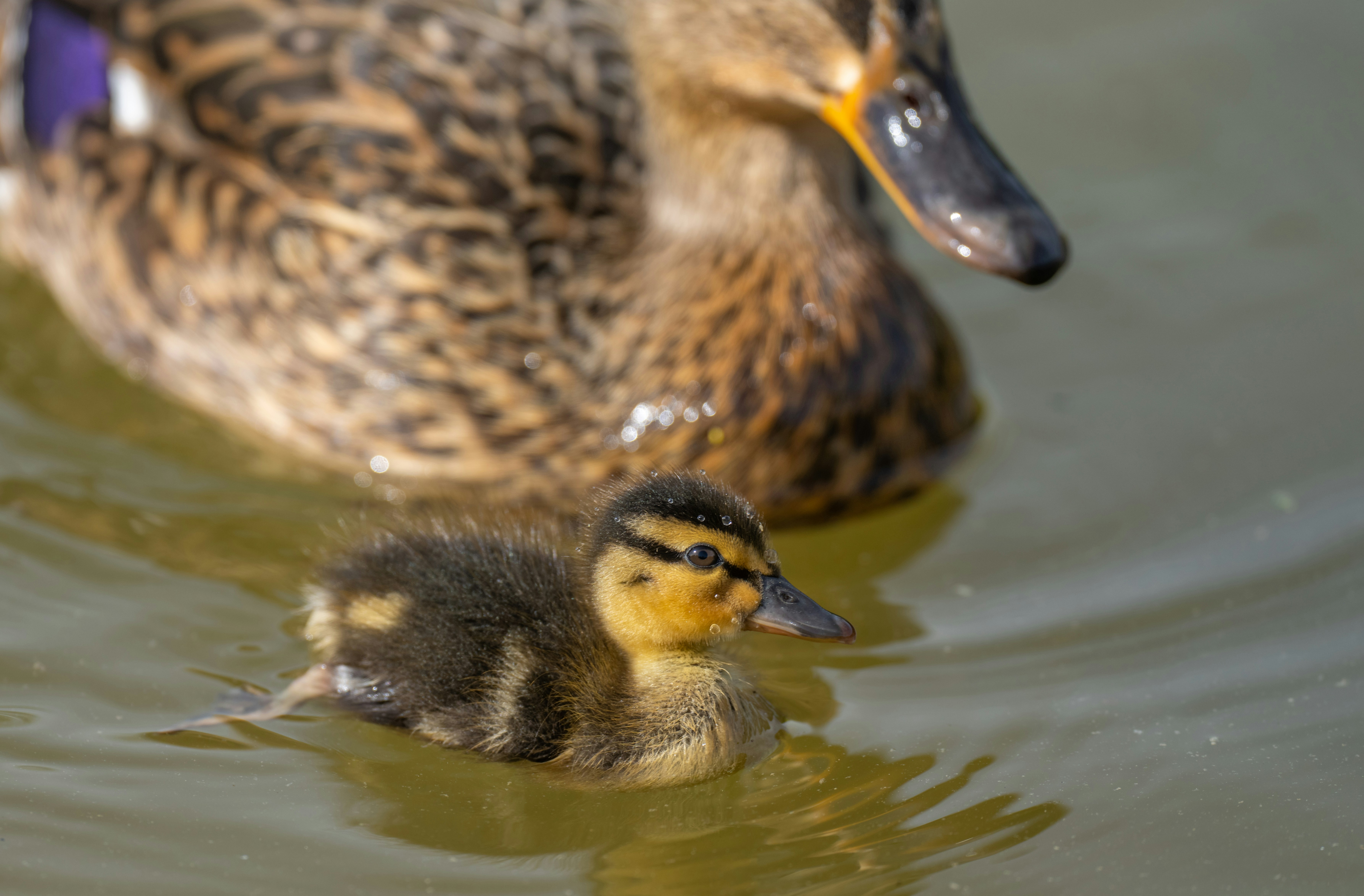 Newborn Duckling Gliding Along A Warm Pond