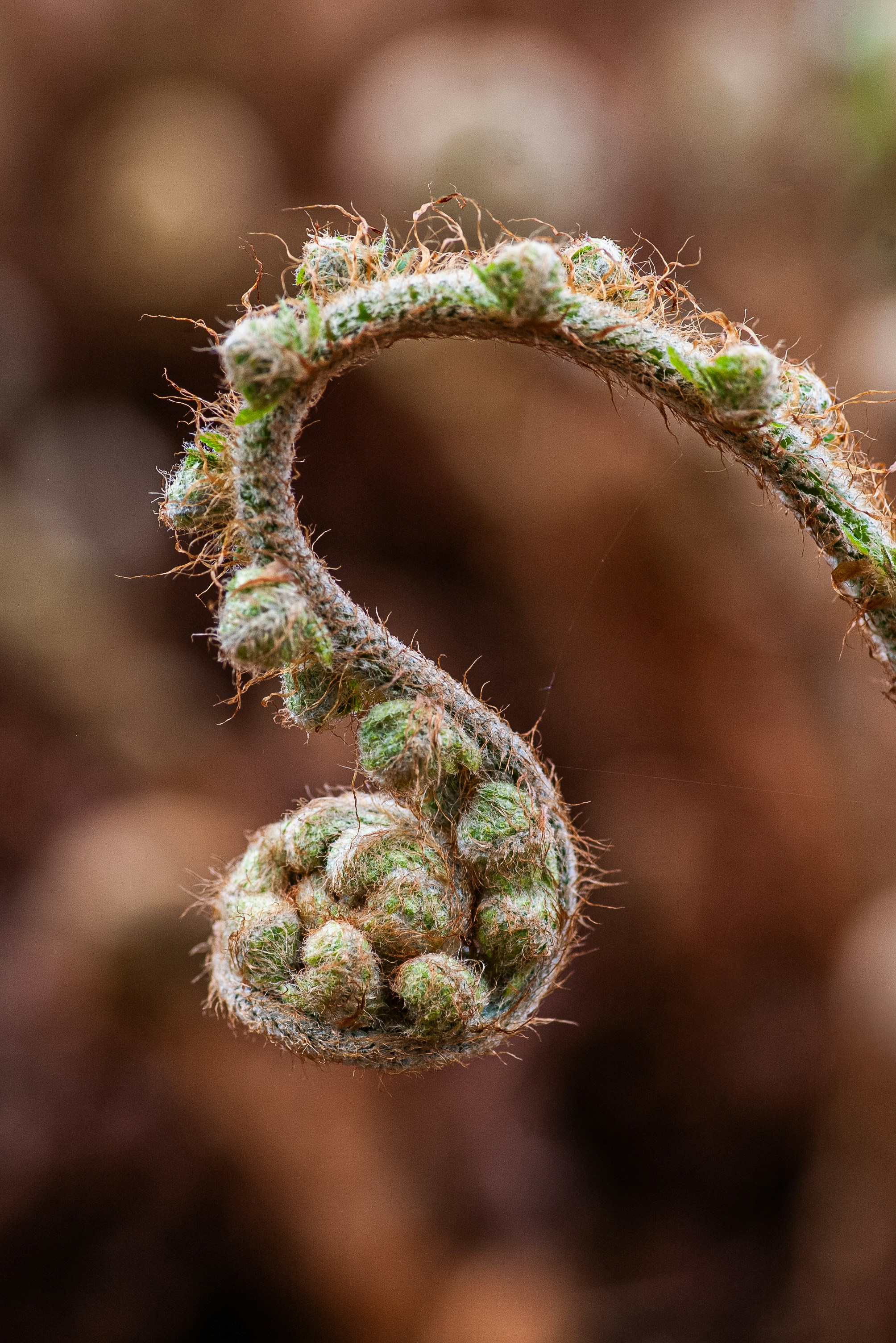Fronded Whorl: A Macro Spiral of Young Fern