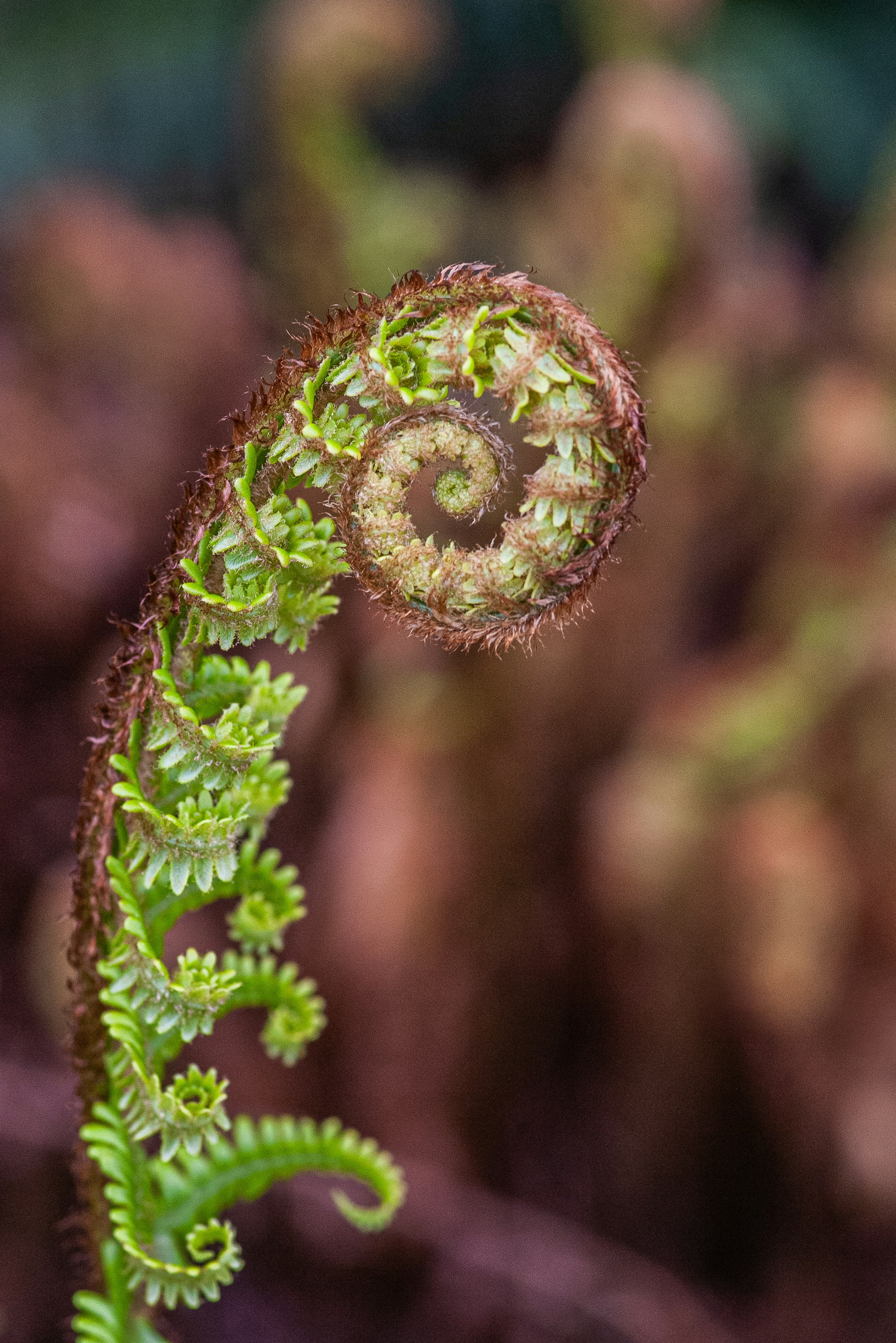 Emerald Spiral: A Young Fern Unfurling into Light