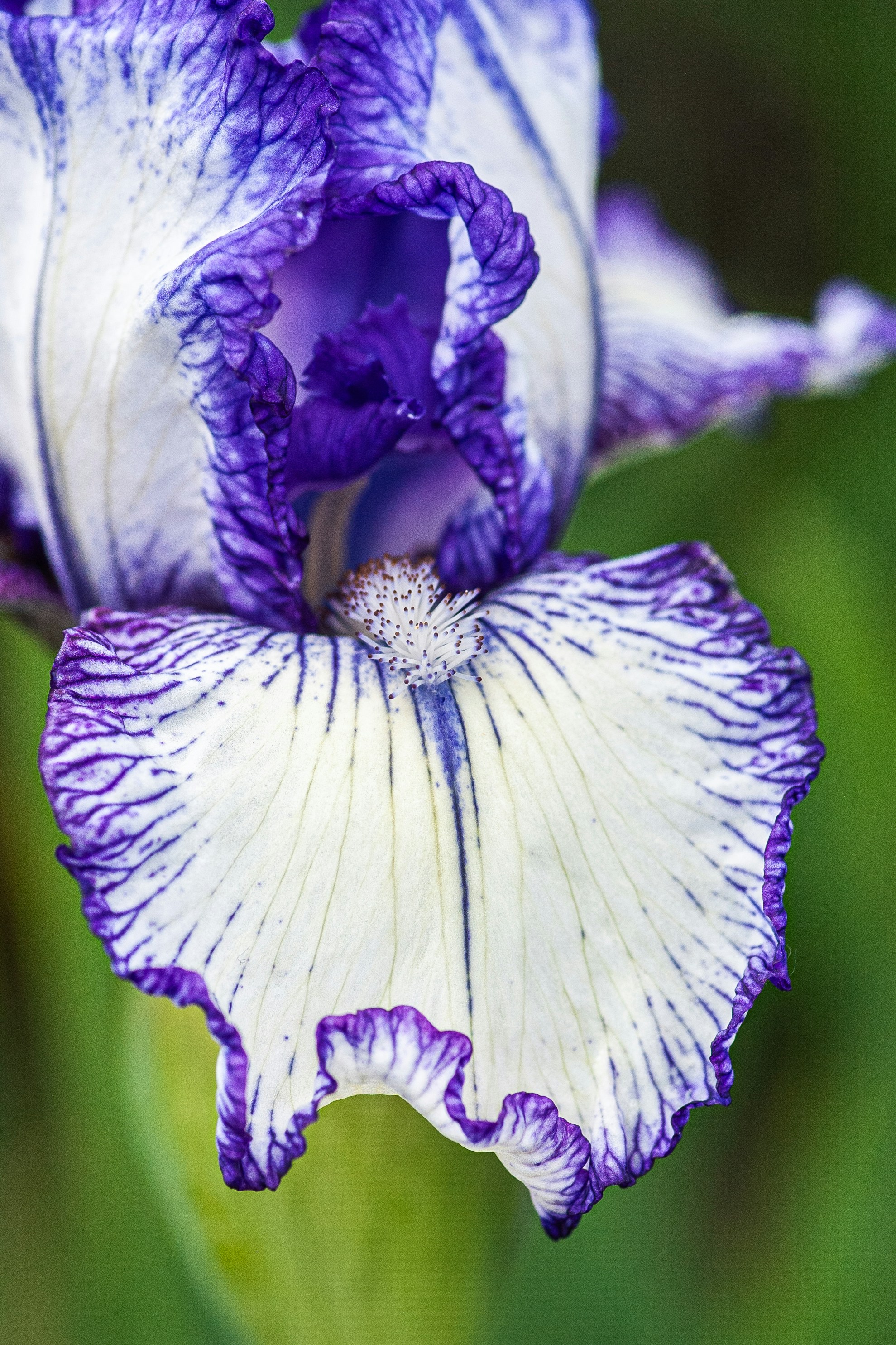 Petal Lament: A Violet-Edged Iris Unfurling