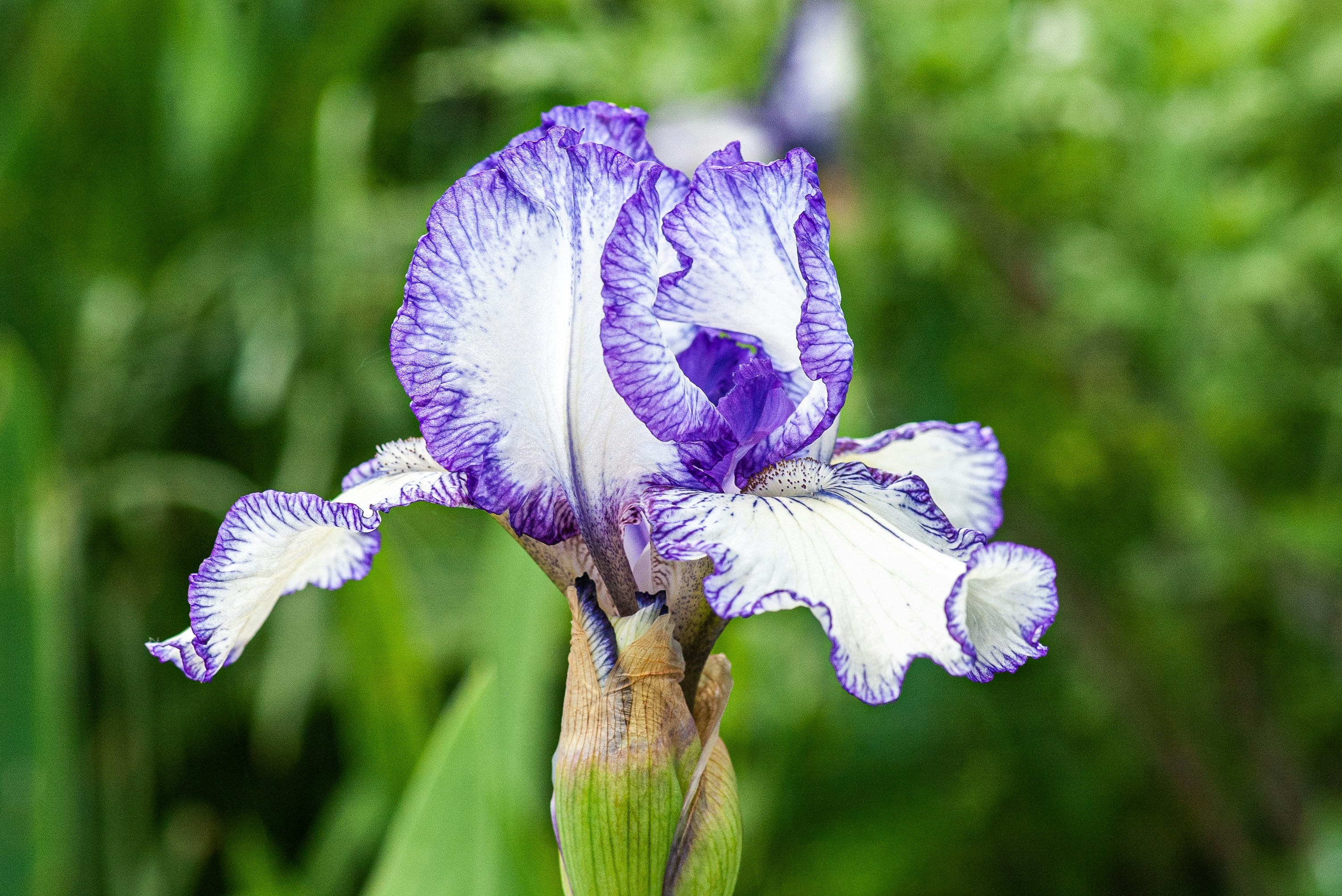 Purple-edged Iris Unfolding Against a Verdant Backdrop