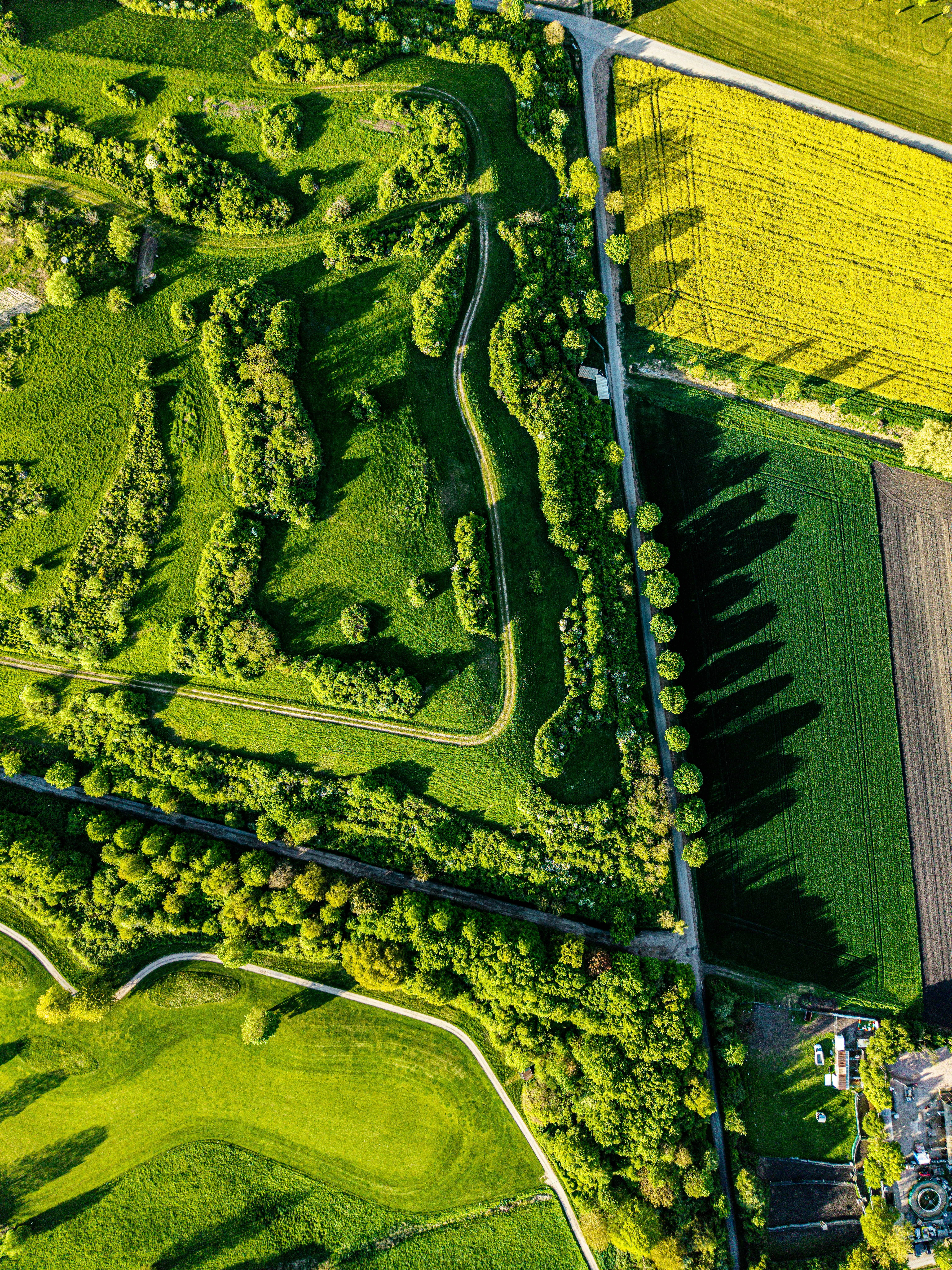 Curved hedges and sunlight carved through a checkerboard of fields