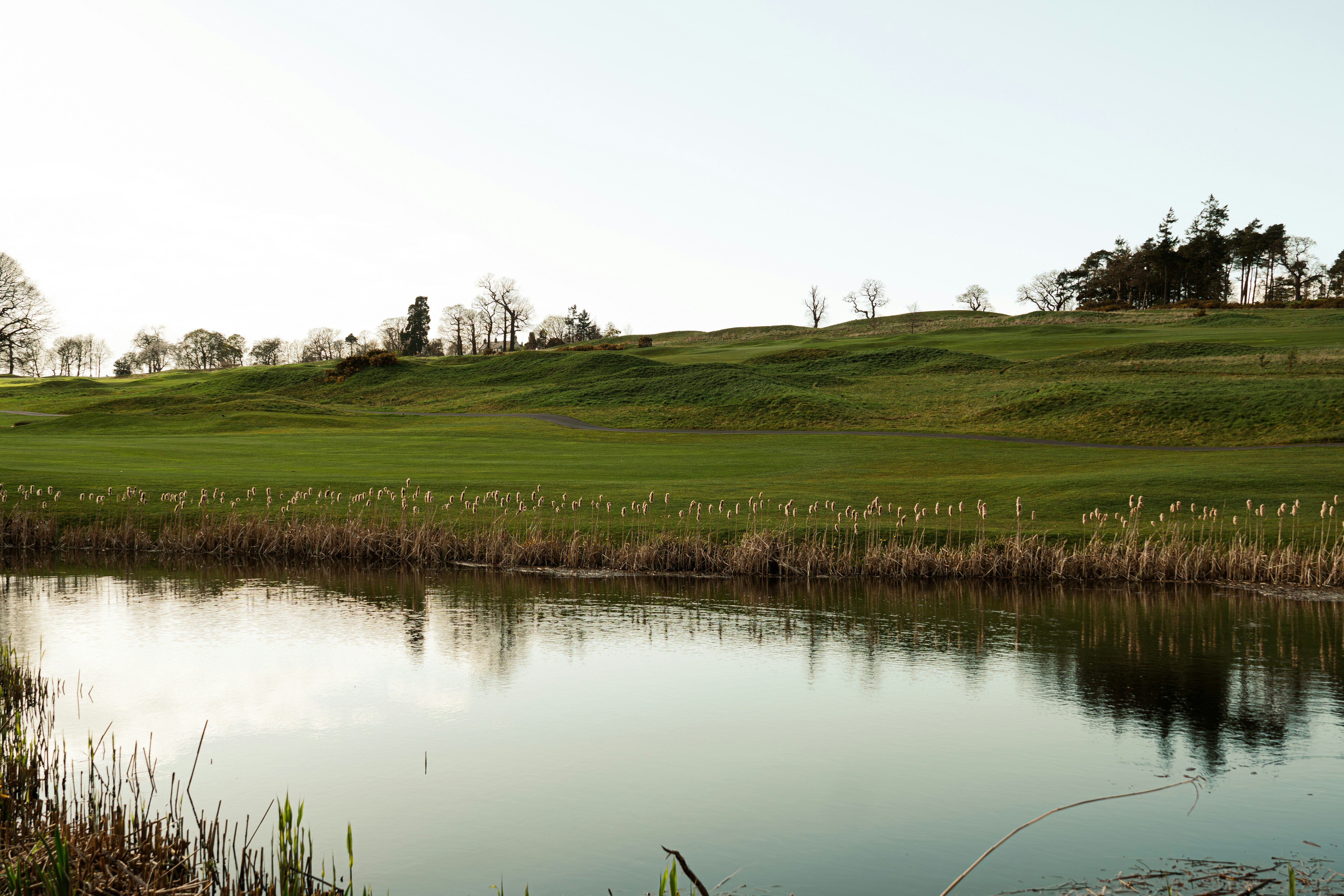 Tranquil Greens Across a Quiet Pond