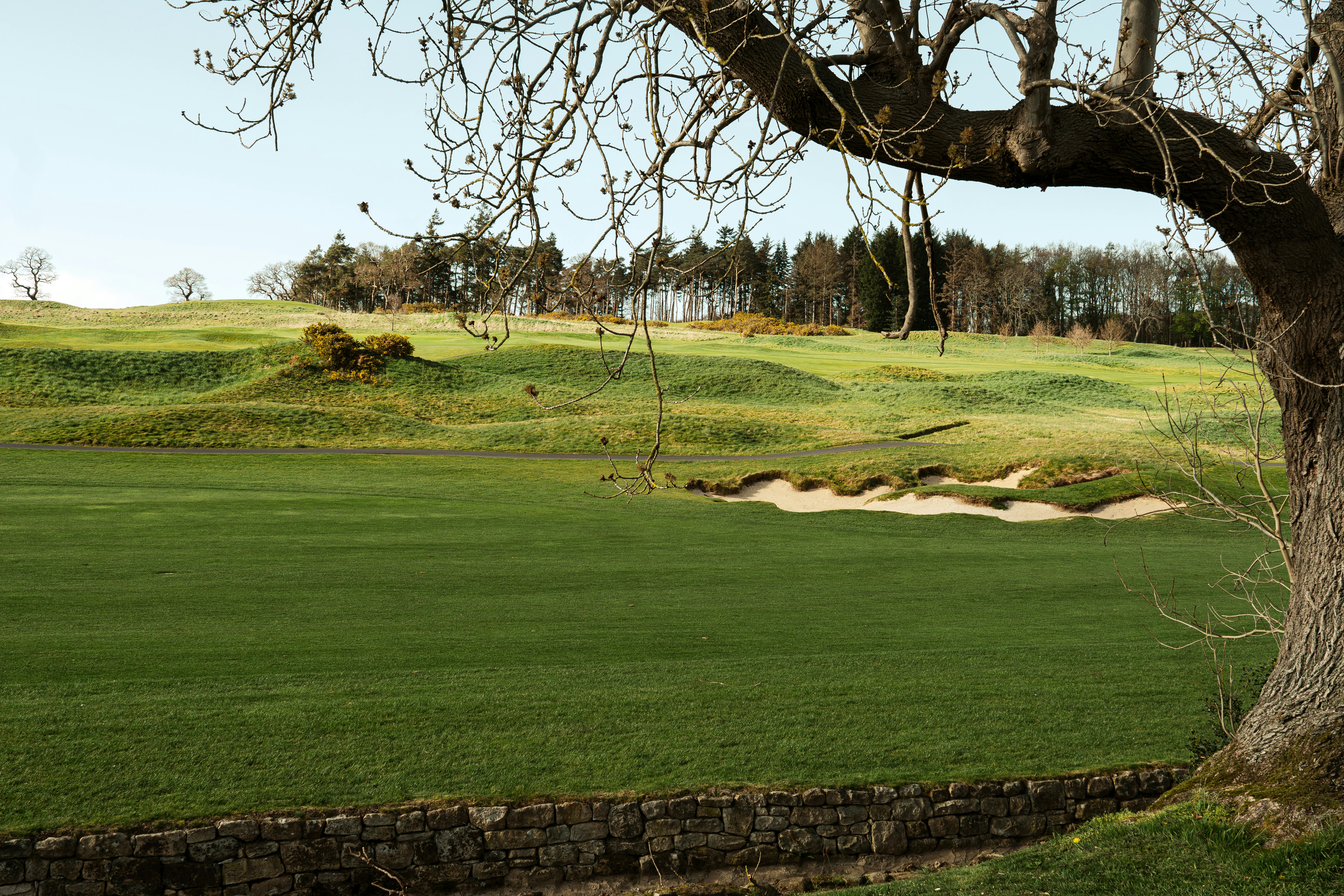 Tree-framed Golf Landscape at Golden Greens