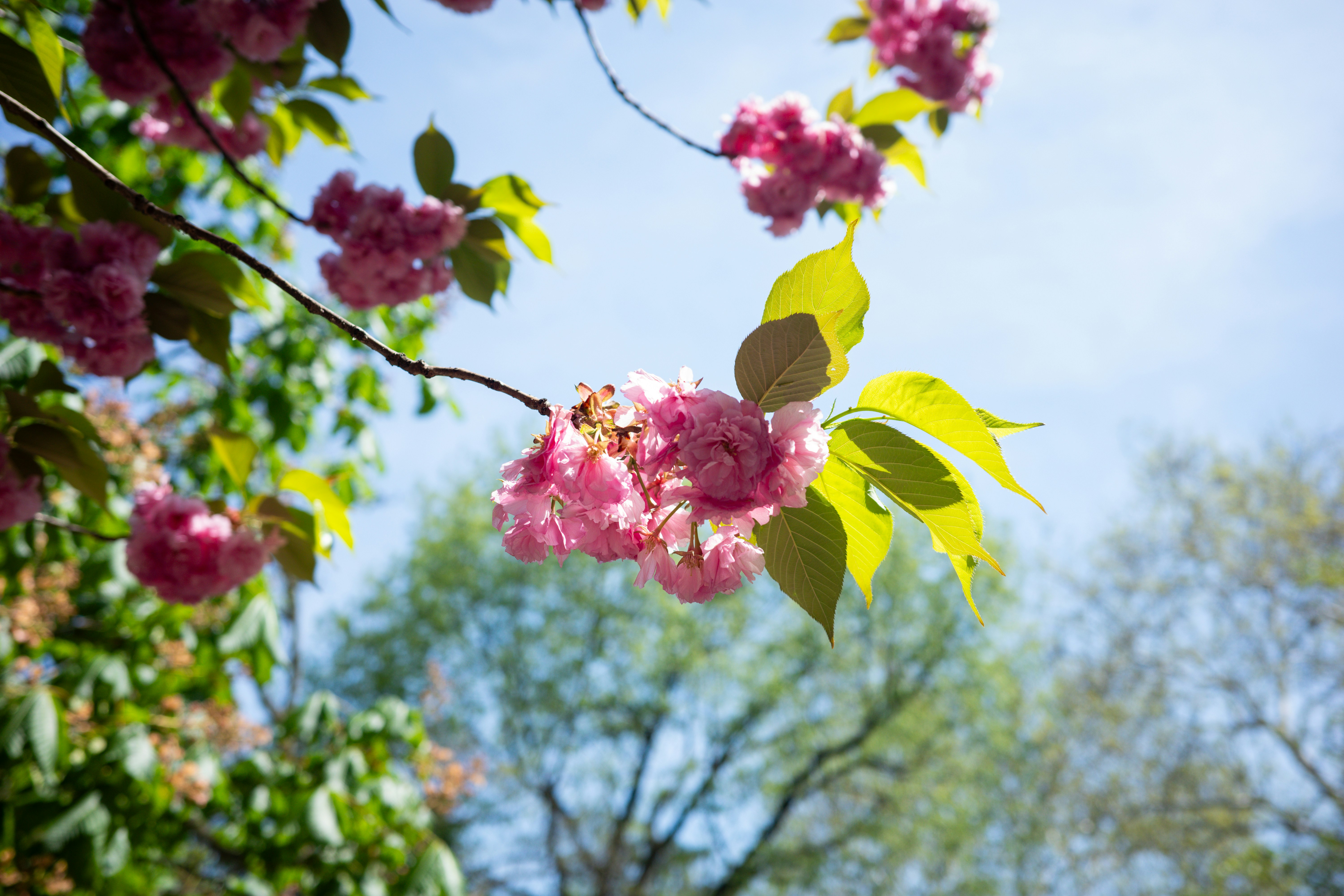 Blossoms in Focus: Pink Spring Cluster Against a Bright Sky