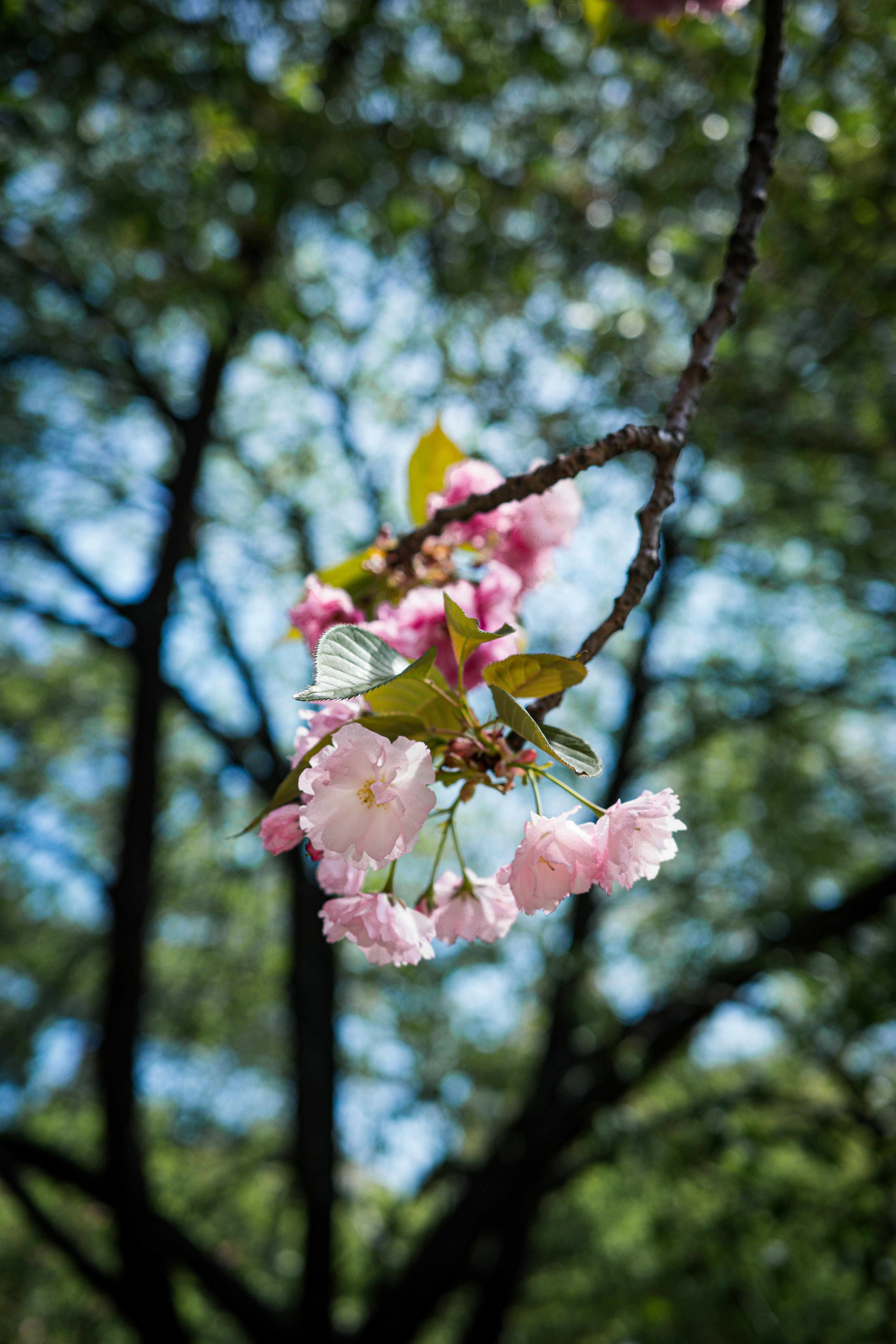Blossoms on a Sunlit Branch